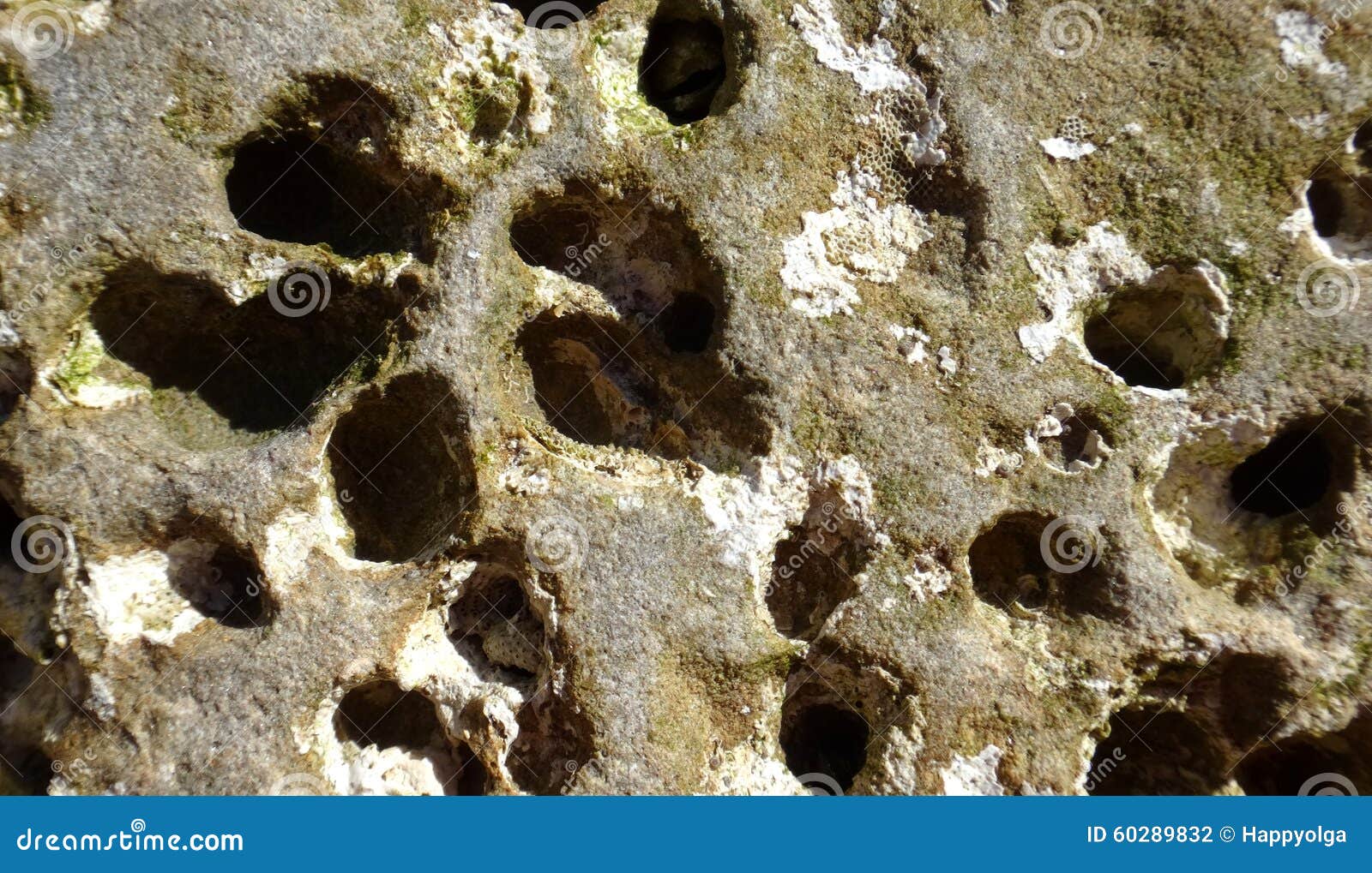 Close Up Sponge Detail Texture Background Royalty-Free Stock Photo ...
