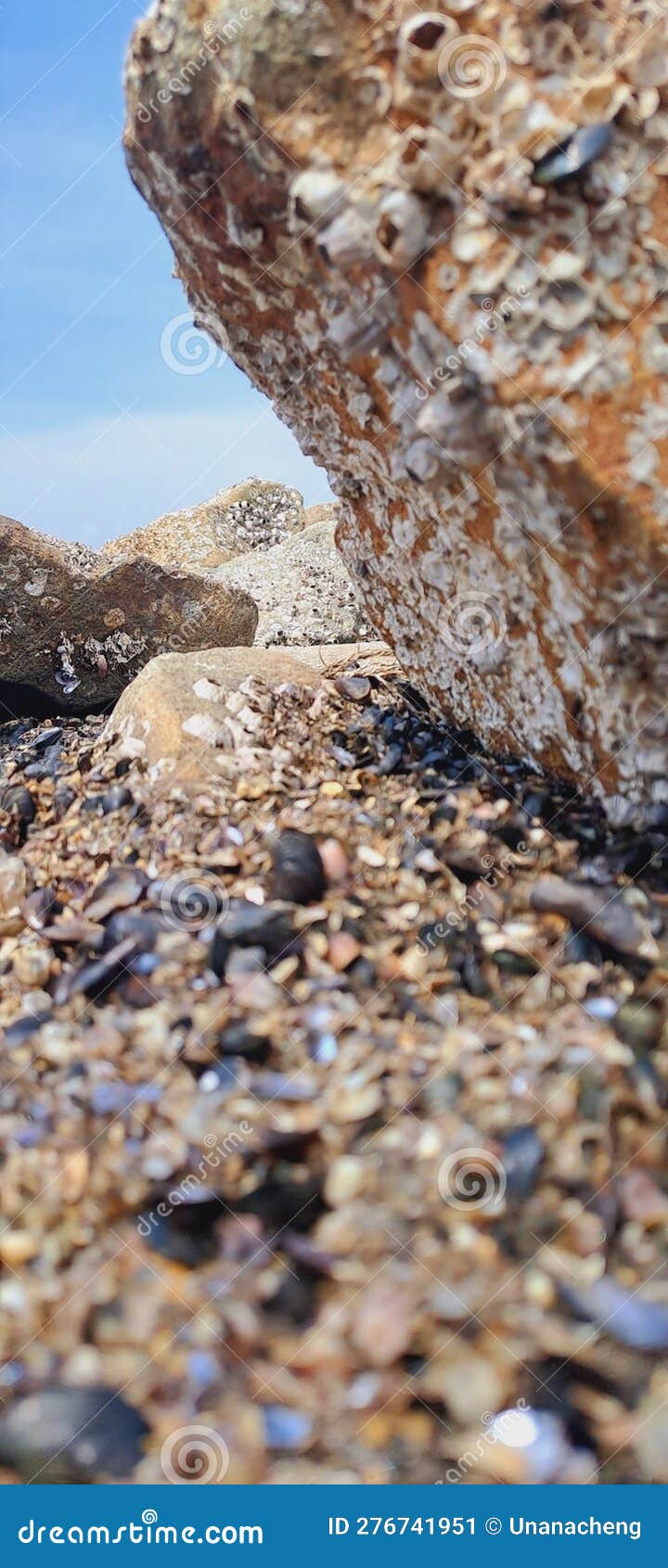 Shell With Wave Royalty-Free Stock Photography | CartoonDealer.com ...