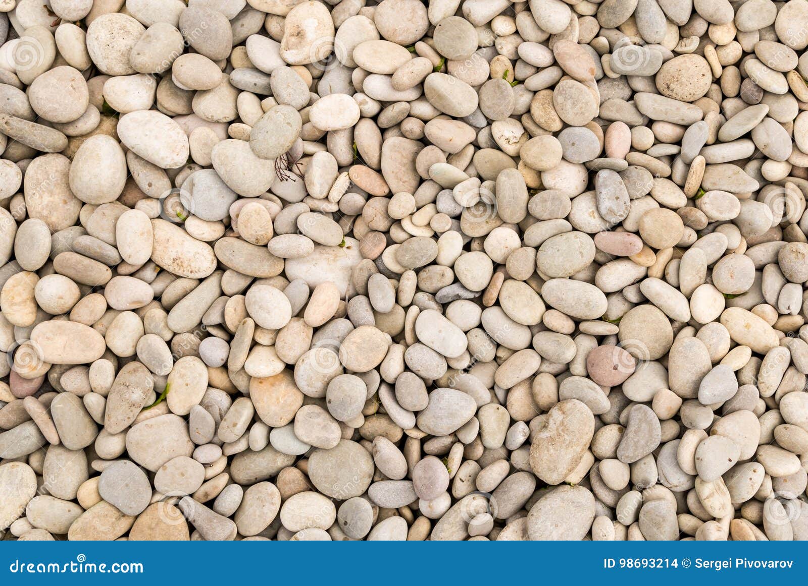 River Pebble Wall Tile Background Natural Texture Cross-section Cut ...