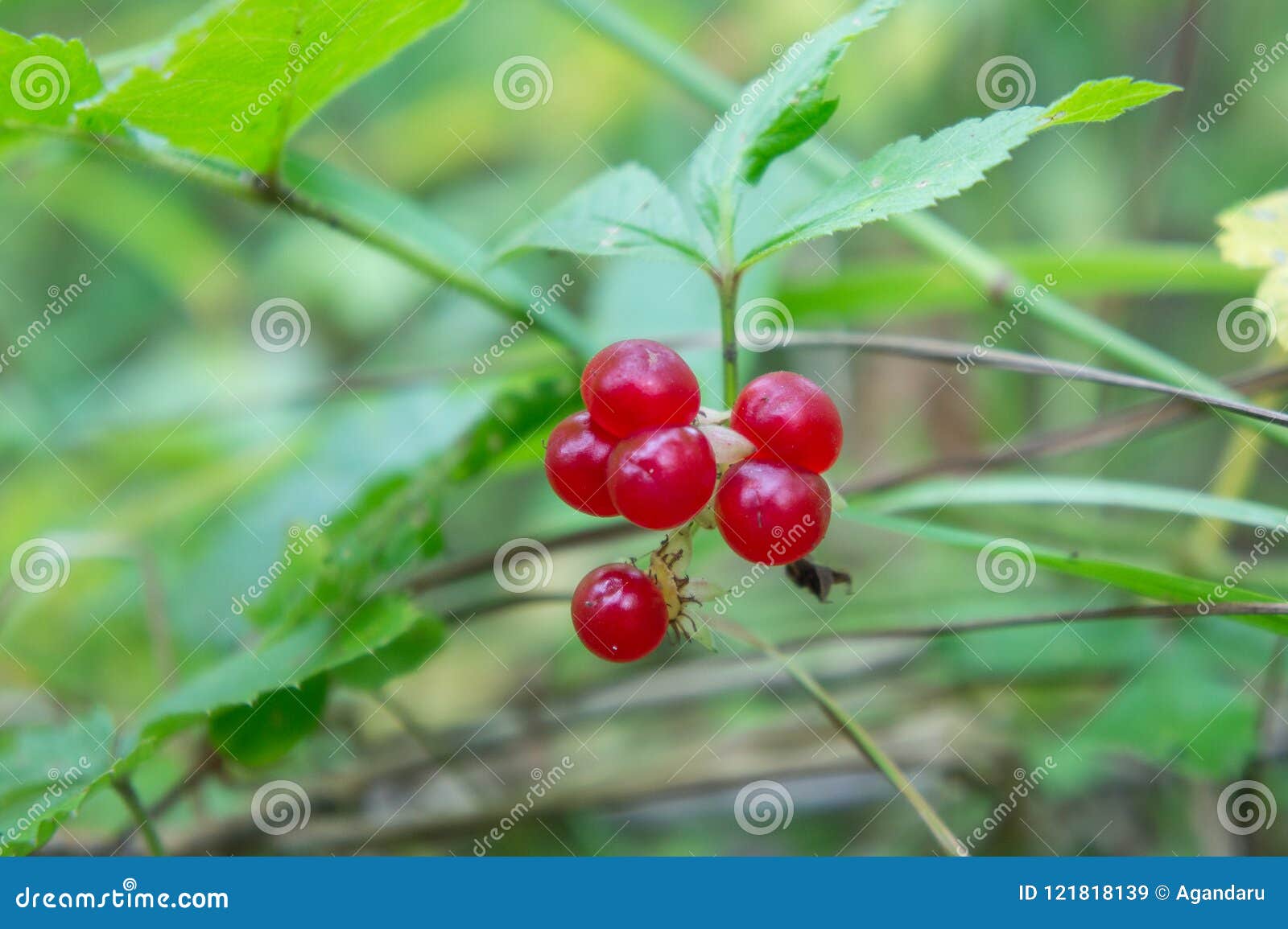 Stone berry in the forest. stock image. Image of harvest - 121818139