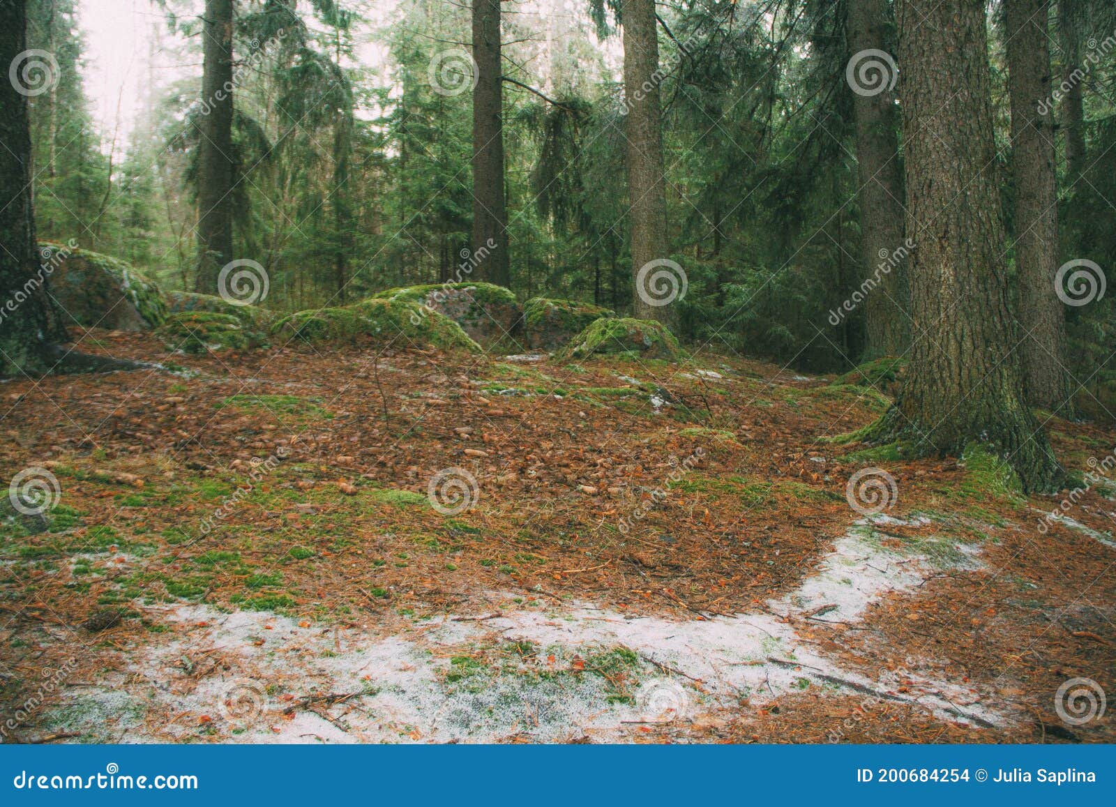 Stone Blocks in the Moss.snow-covered Path in the Winter Spruce Forest ...
