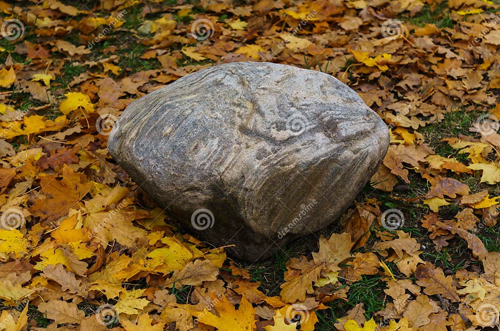 A Stone Boulder in the Midst of Fallen Yellow Leaves Stock Image ...