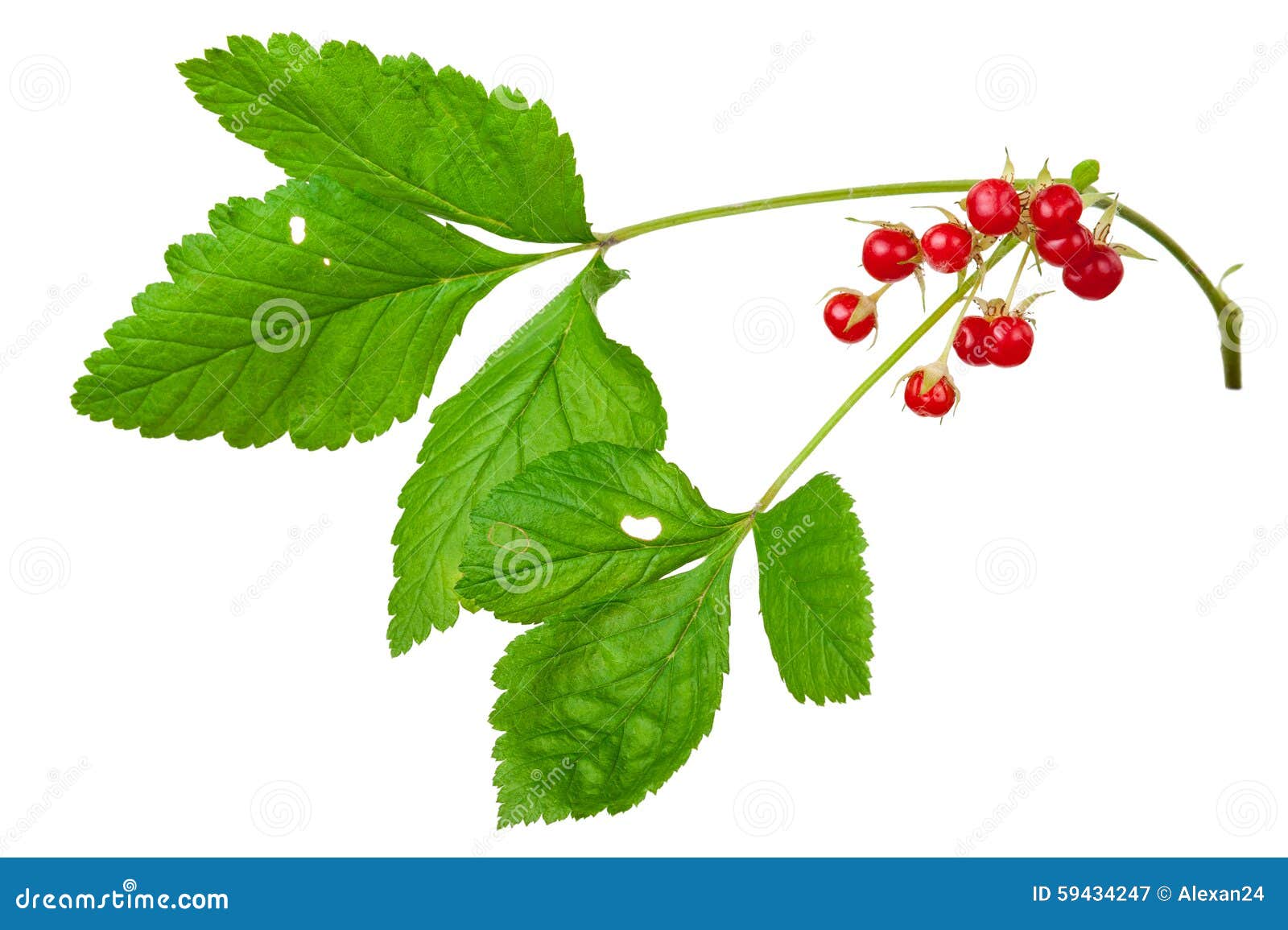 Stone Bramble (Rubus Saxatilis) Berry Stock Image - Image of plant ...