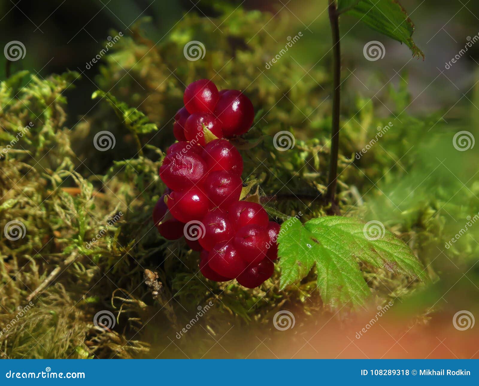 Stone bramble in the wild. stock photo. Image of ripe - 108289318