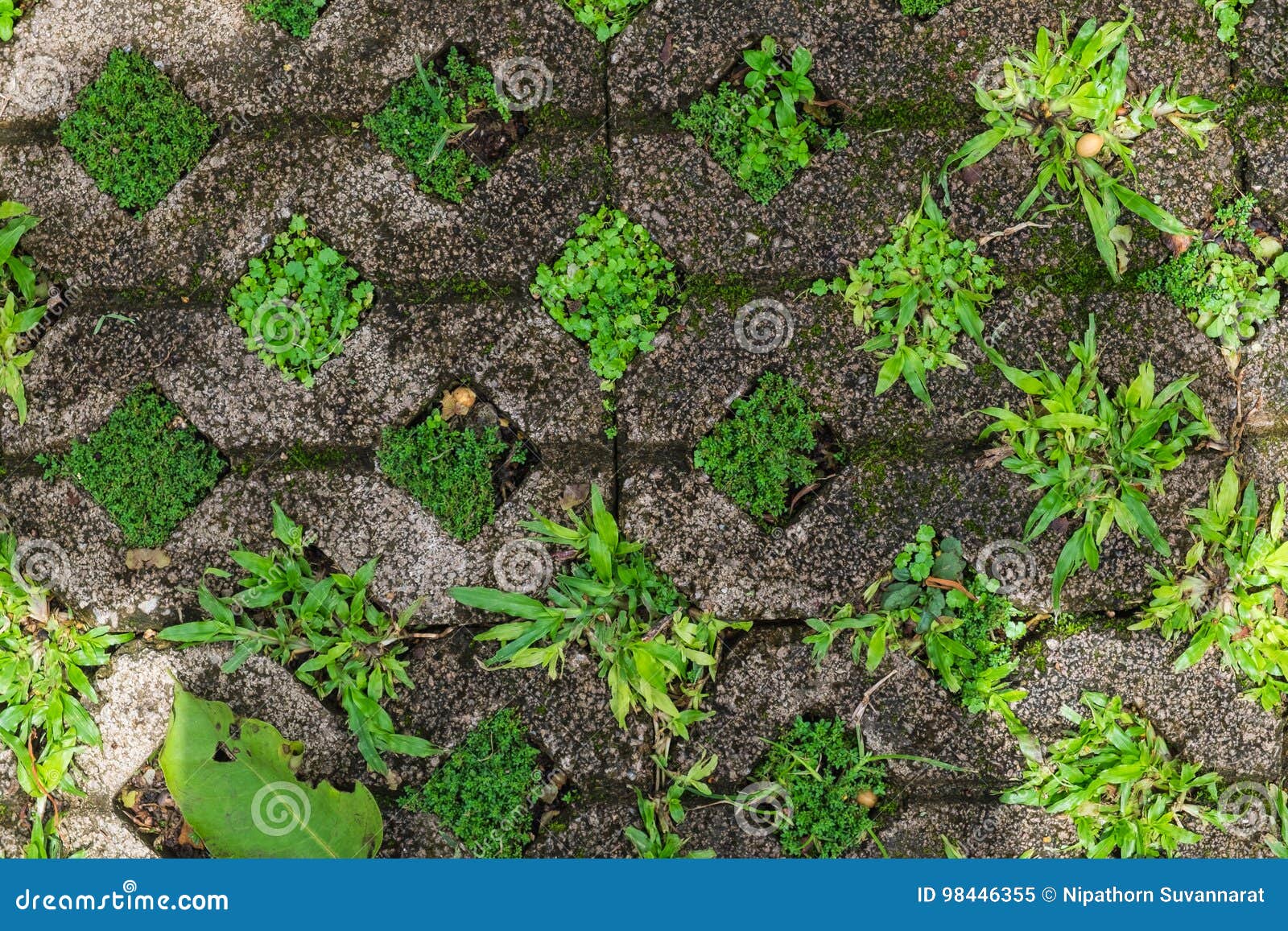 Stone Bricks With Grass And Moss. Background, Texture Stock Image ...