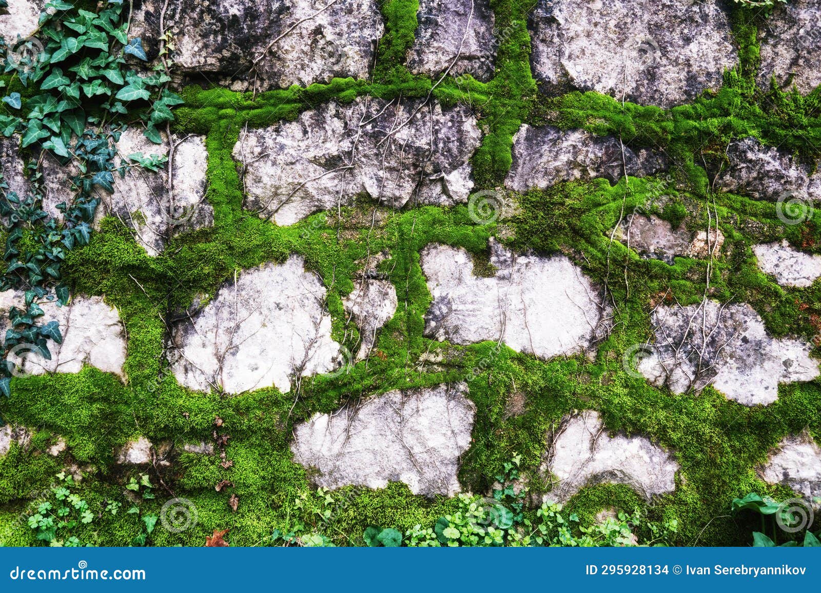 Stone Bricks Wall Texture Pattern Overgrown with Moss and Foliage Stock ...