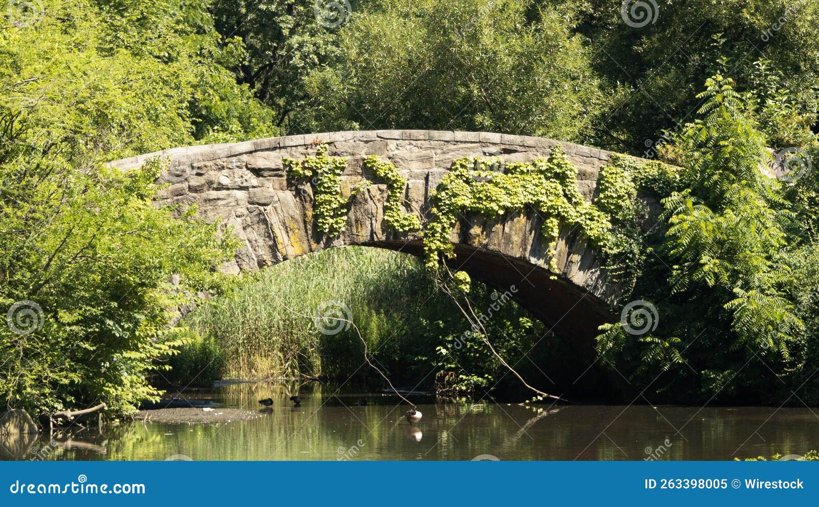 Stone Bridge Across a Tranquil River Surrounded by Trees and Vegetation ...