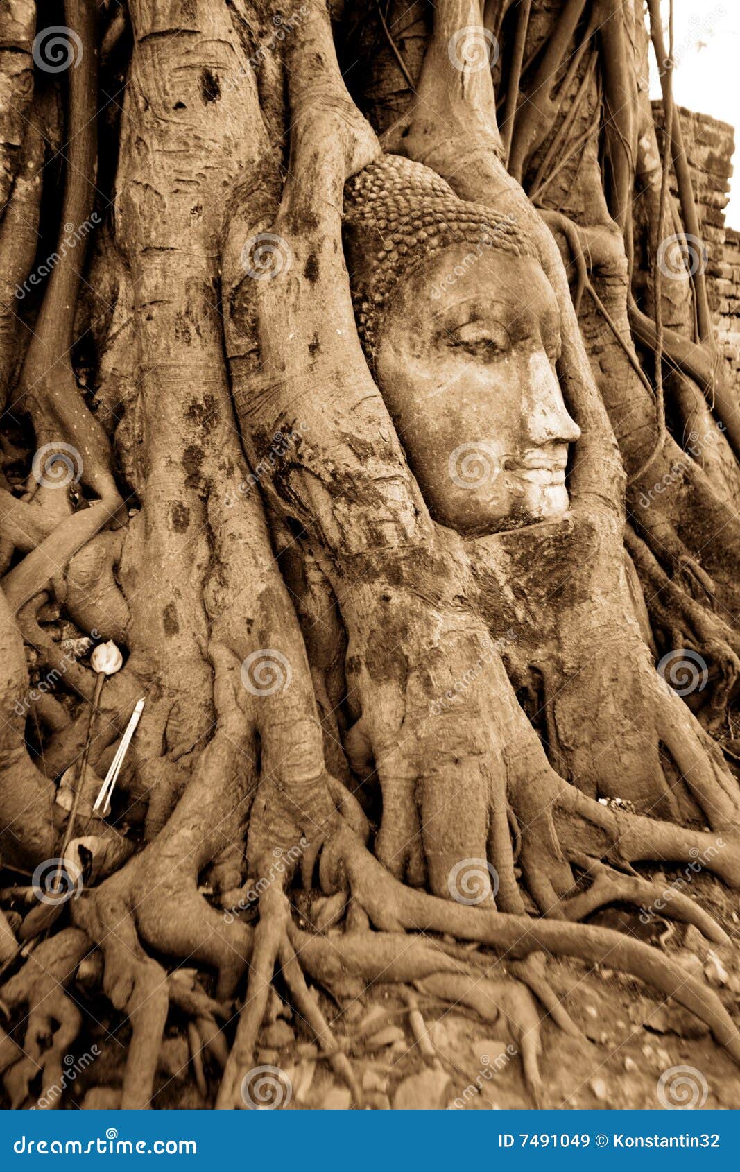 Stone Budda Head in the Tree Roots Stock Image - Image of sepia, asia ...