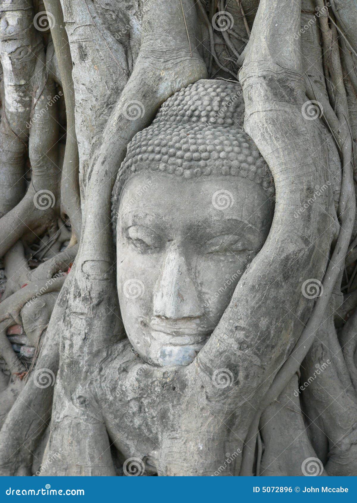 Stone Buddha Head Surrounded by Tree Roots Stock Photo - Image of ...
