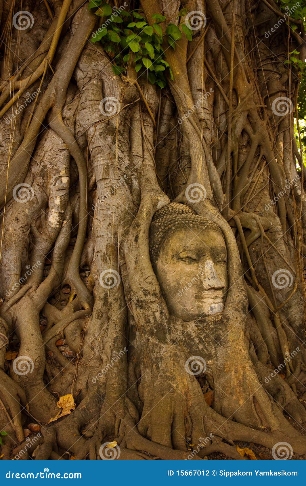 Stone Buddha Head on the Tree Root Stock Photo - Image of sacred ...