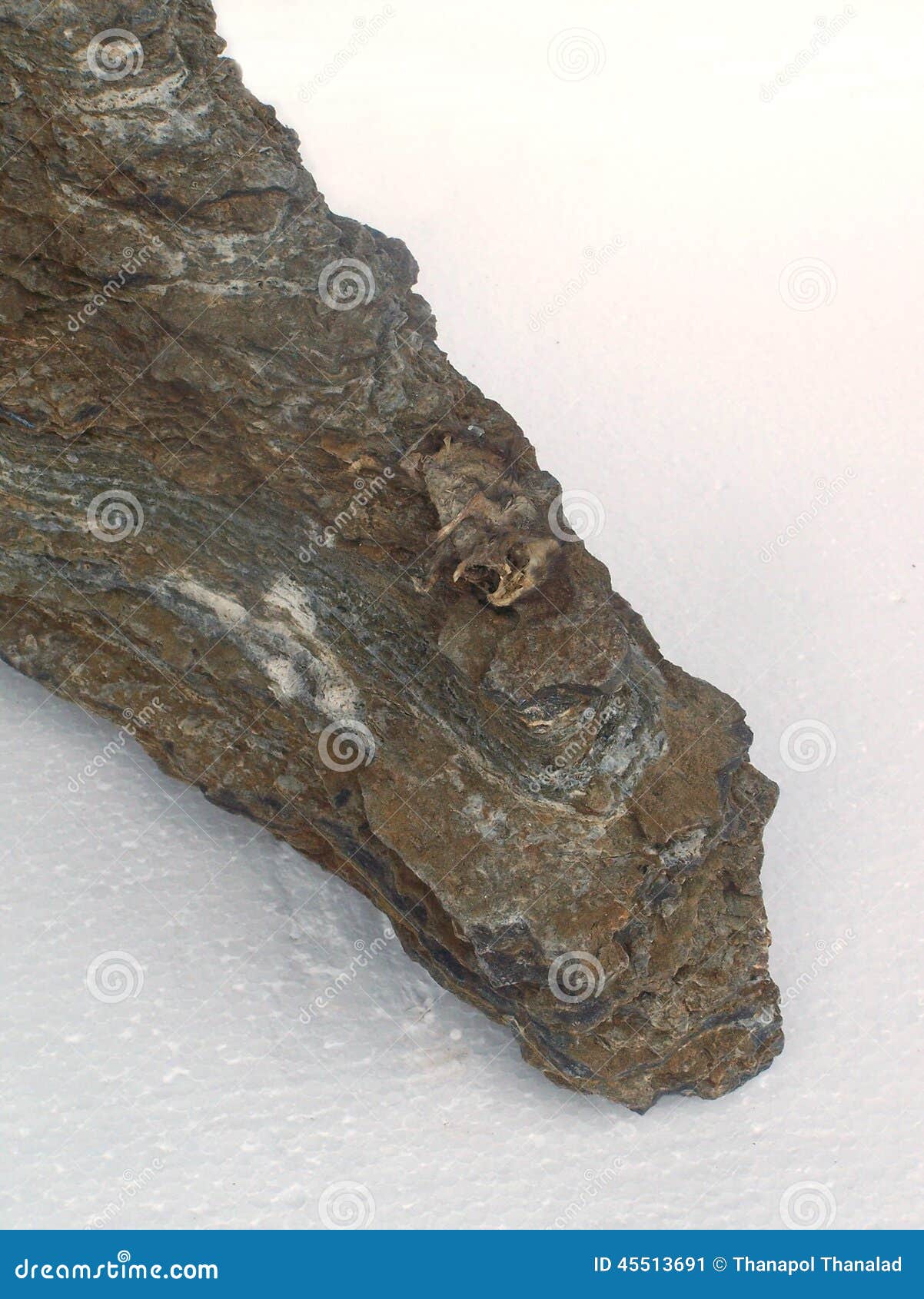 Stone and the Carcass or Fossils Stock Image - Image of environment ...
