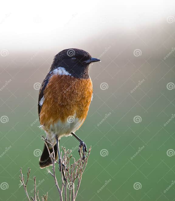 Stone Chat stock photo. Image of nature, perch, beautiful - 12279034