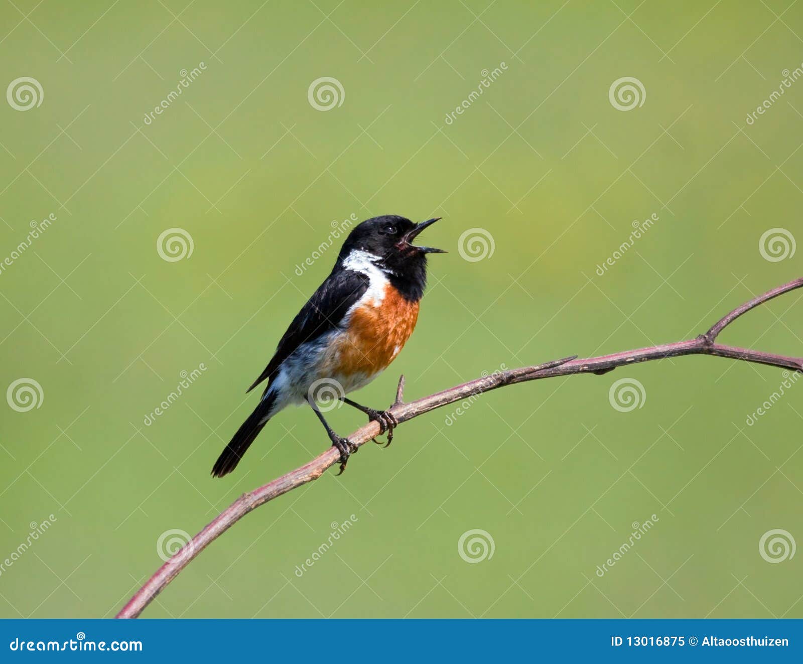 Stone Chat stock image. Image of green, stone, nature - 13016875