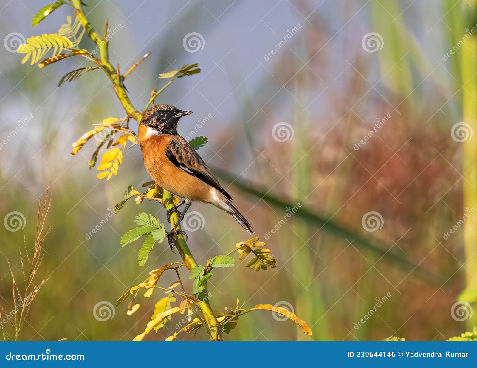 A Stone Chat Resting on a Plant Stock Photo - Image of beauty, green ...