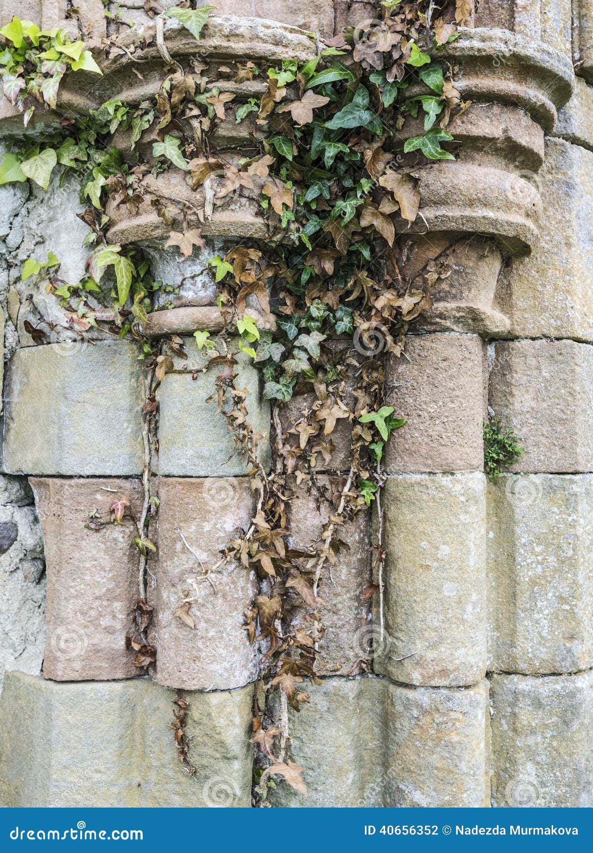 Stone Columns Covered with Ivy Stock Photo - Image of castle, christian ...