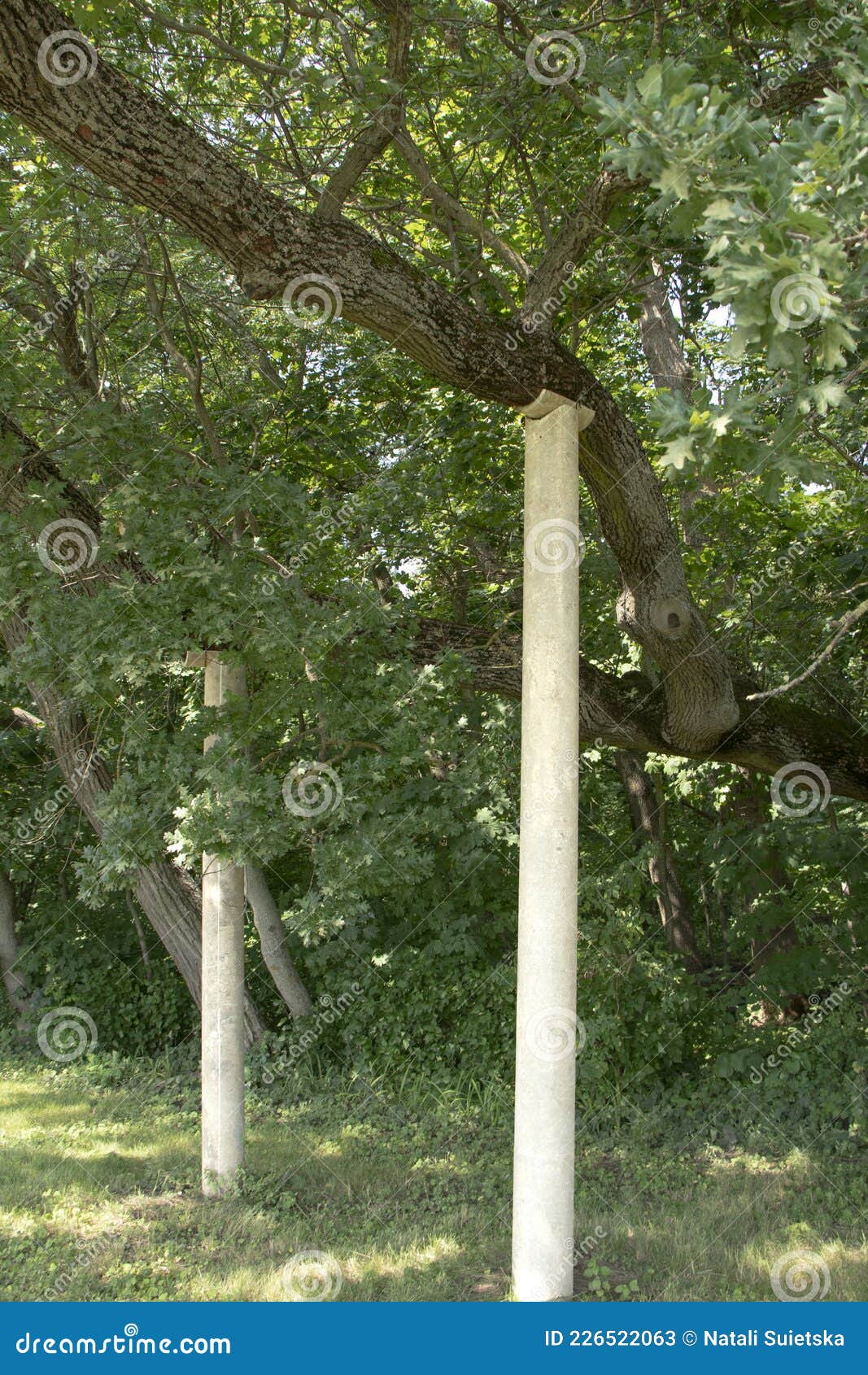 Stone Columns Support Trees. Support for Leaning Trees Stock Image ...