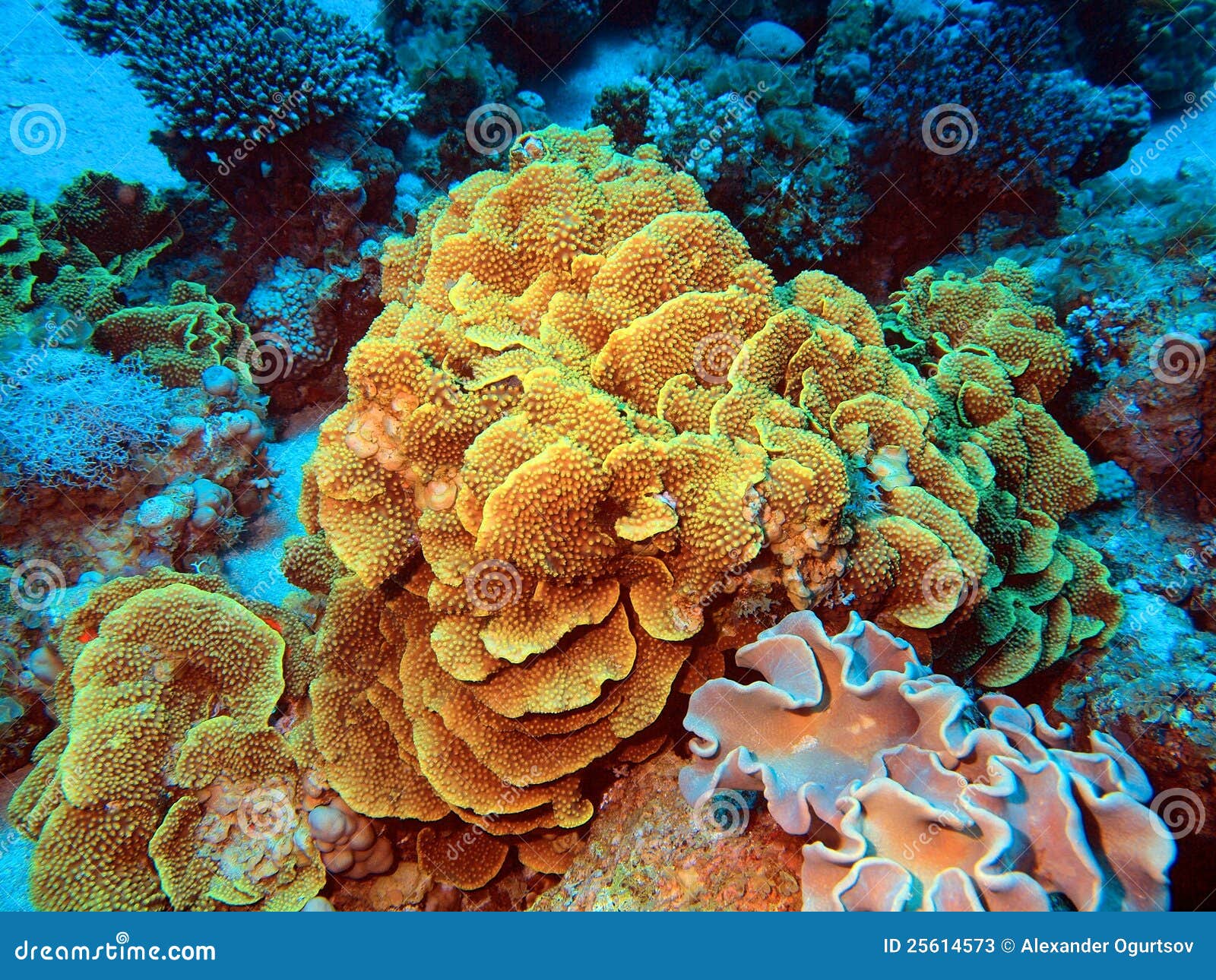 Stone Coral Texture Stock Photography | CartoonDealer.com #344912