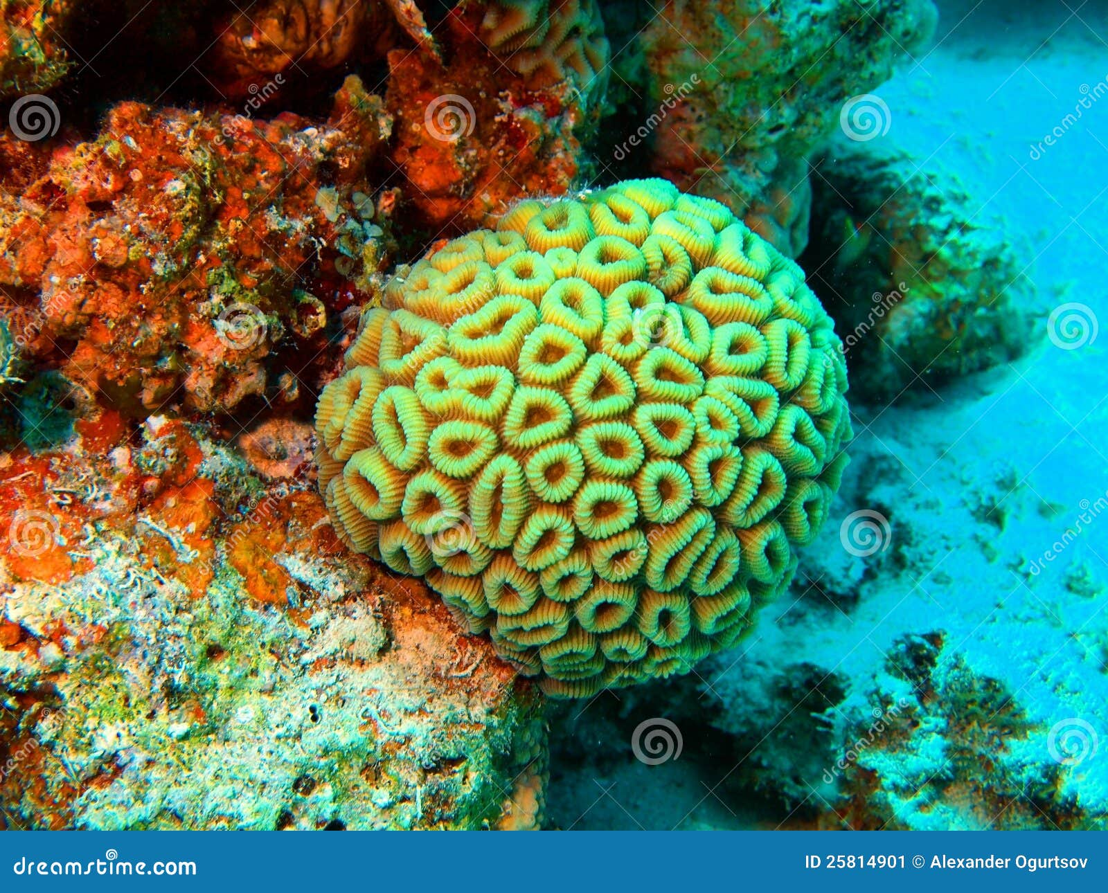 Stone Coral Texture Stock Photography | CartoonDealer.com #344912