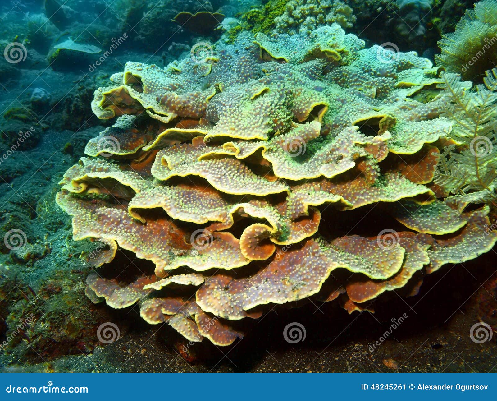 Stone coral stock image. Image of world, ocean, underwater - 48245261