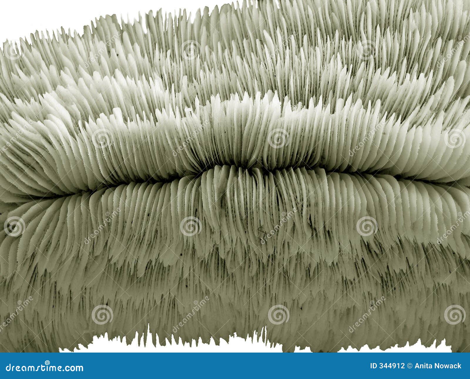 6,919 Coral Stone Texture Stock Photos - Free & Royalty-Free Stock ...