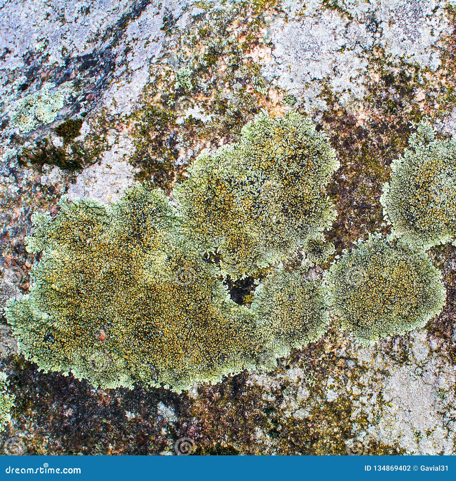 Stone, Covered with Mold, Moss Stock Photo - Image of design, beautiful ...