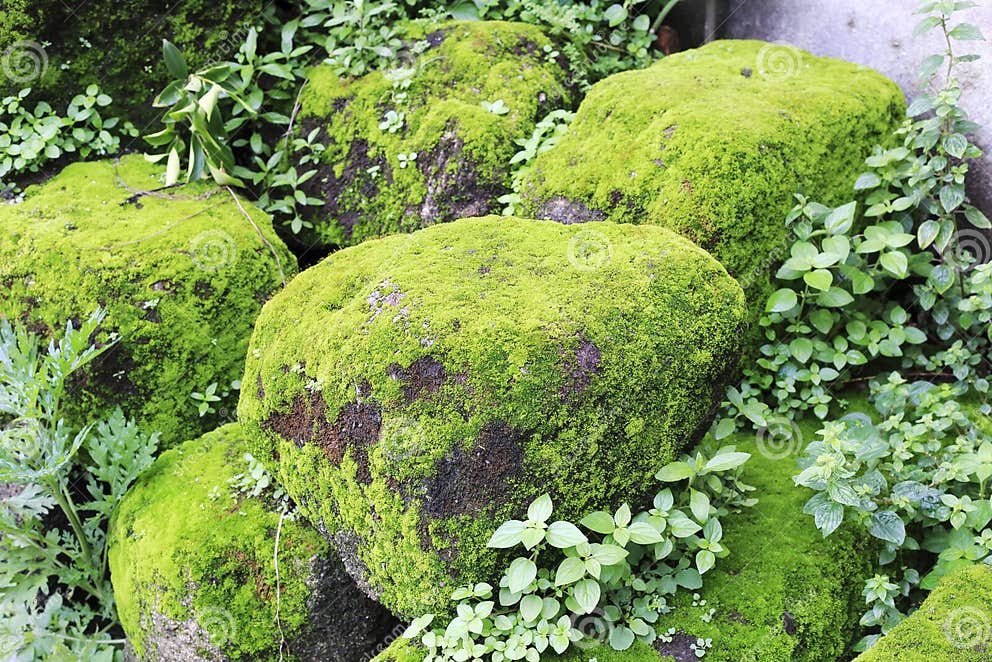 Stone covered with moss stock photo. Image of stone, green - 43966050