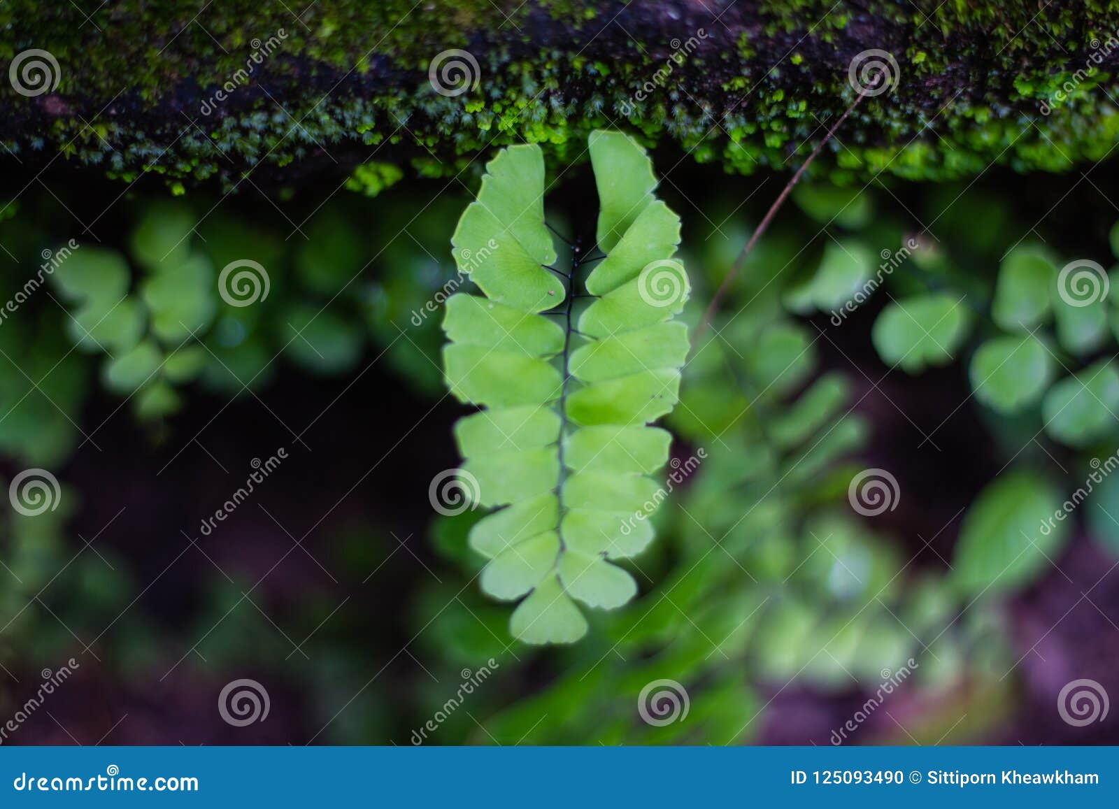 Stone Covered with Moss and Ferns Stock Photo - Image of field, fern ...