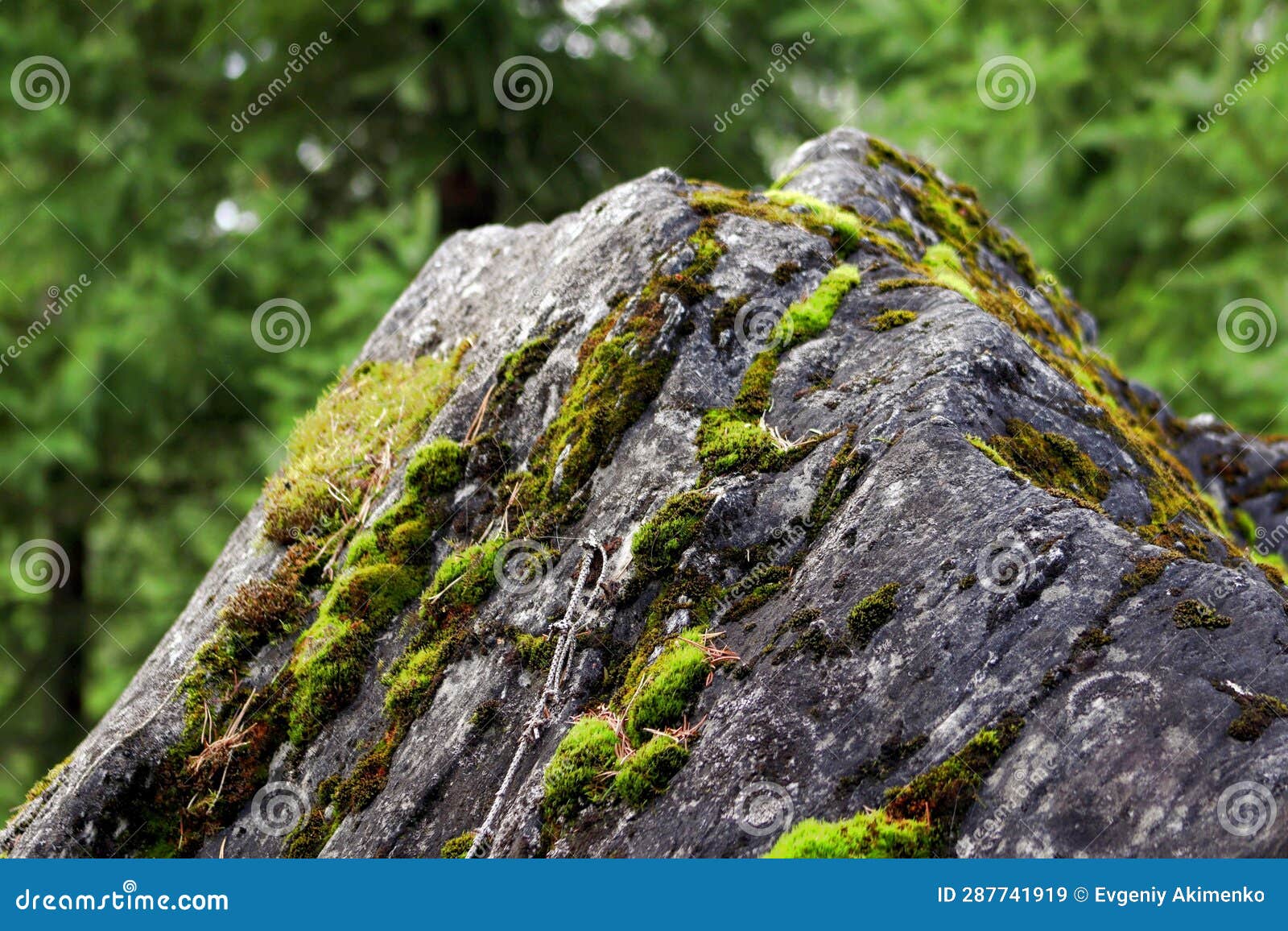 Stone Covered with Moss in the Forest Stock Image - Image of nature ...