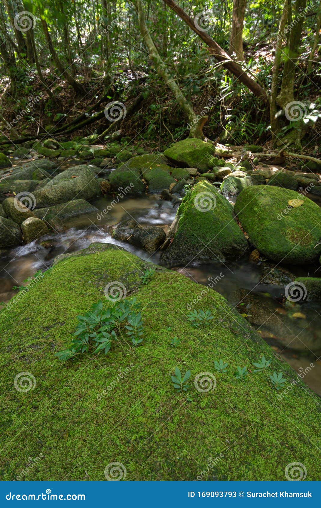 Stone Covered with Moss in Tropical Rainforest Stock Image - Image of ...