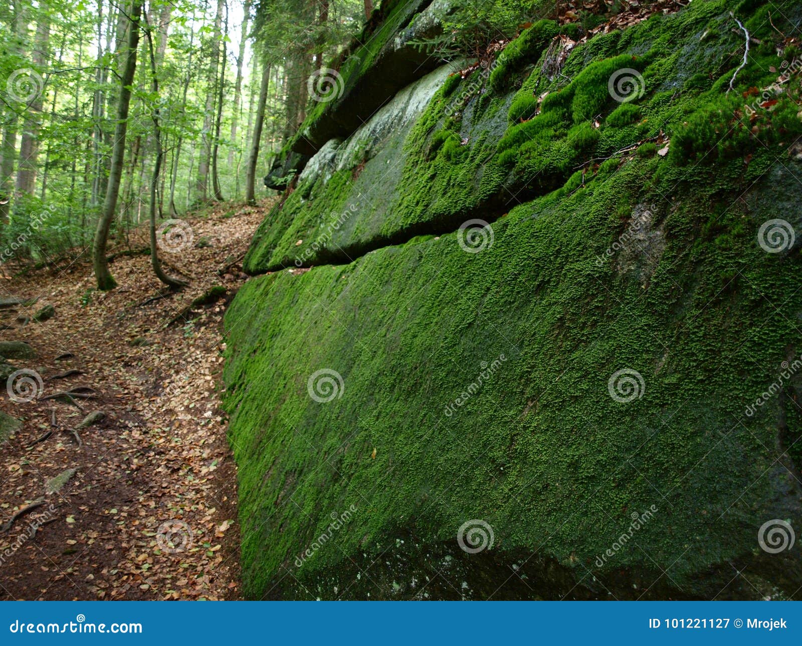 Stone covered with moss. stock image. Image of forest - 101221127