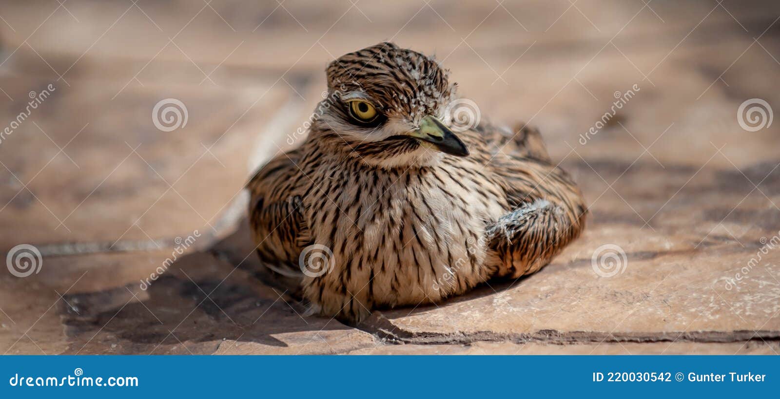 Stone Curlew Chick stock photo. Image of hawk, sparrow - 220030542