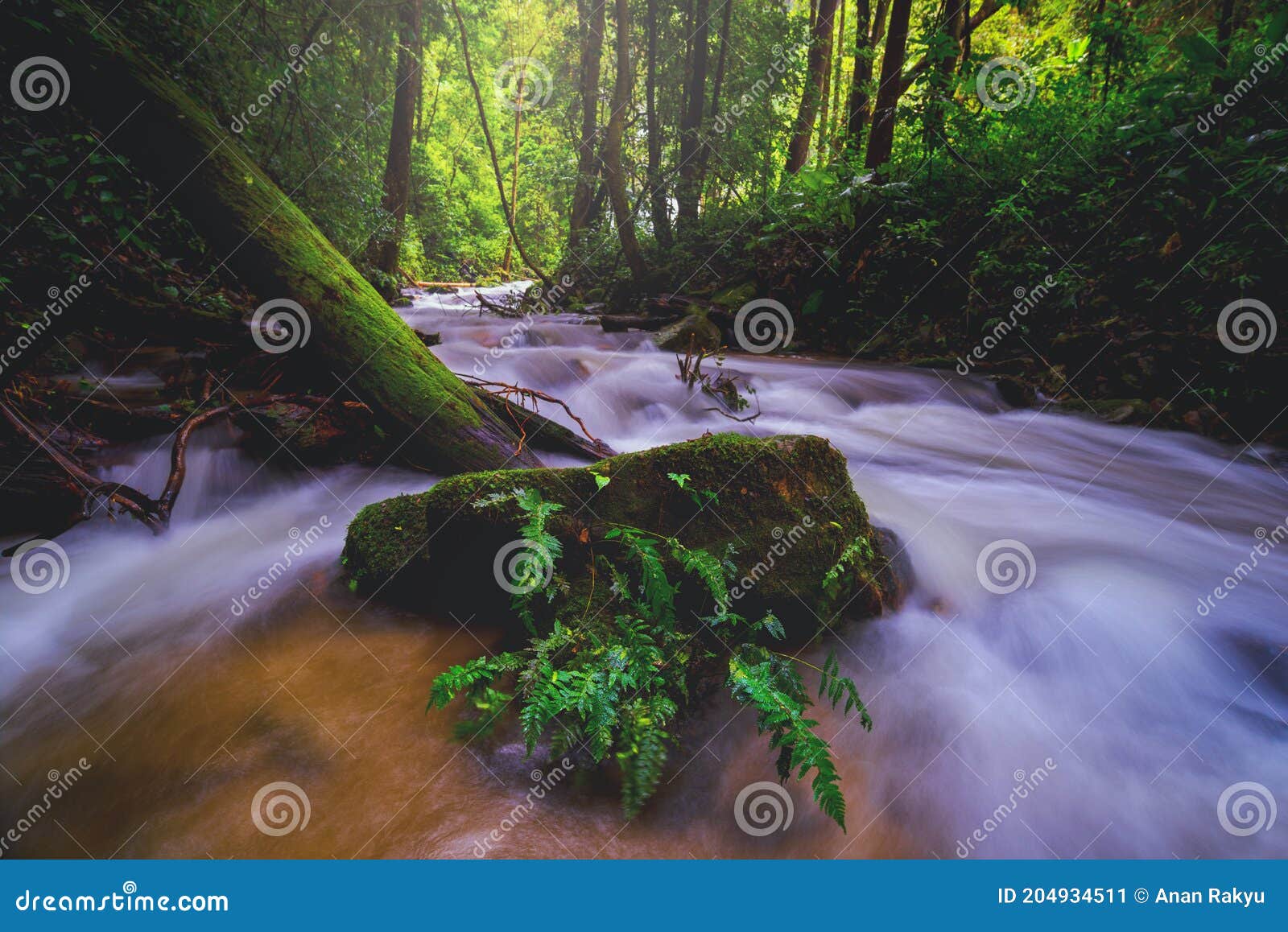 Stone and Decayed Log Tree that Contain with Mosses in Stream Waterfall ...