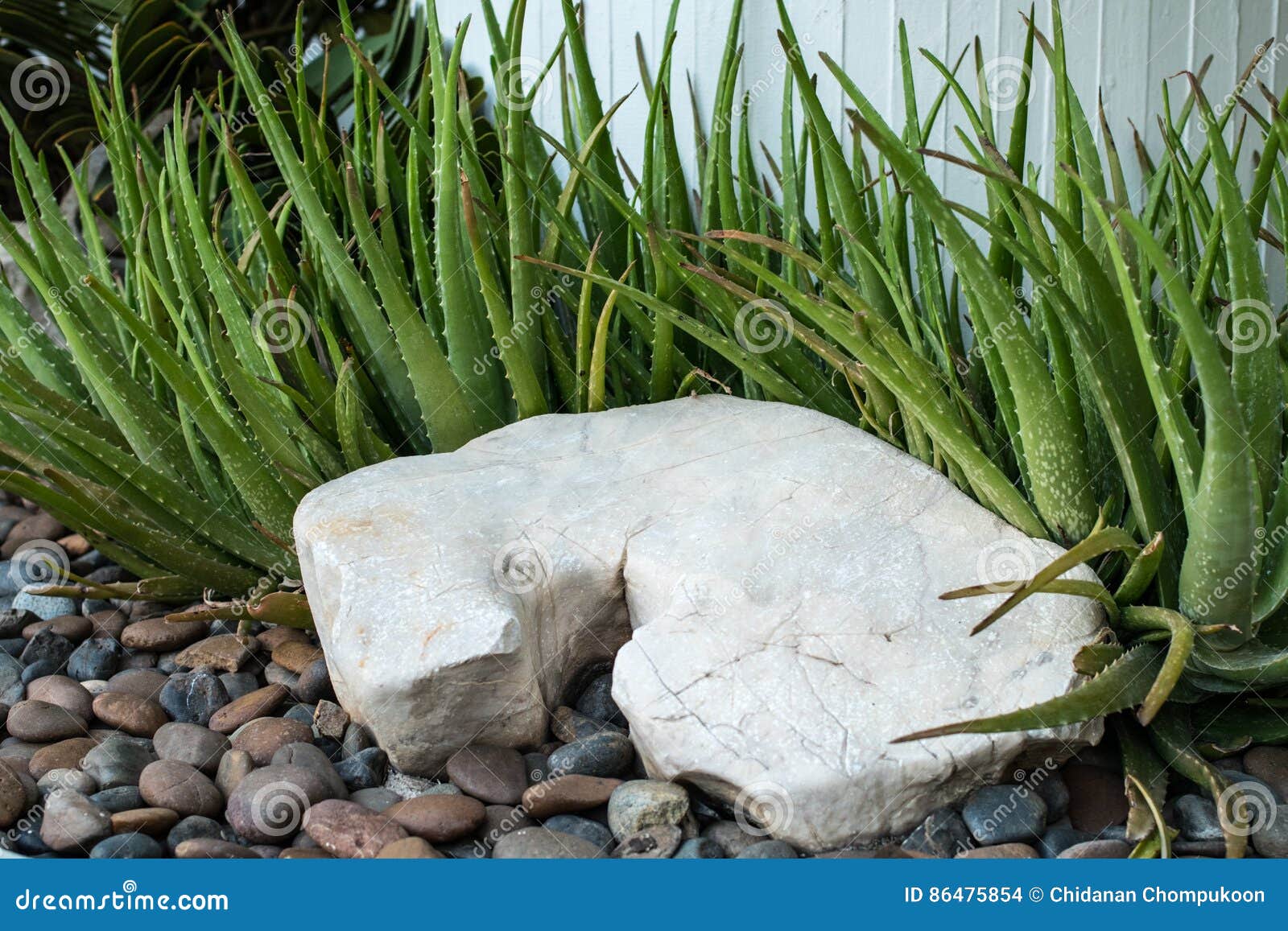 Stone Decorative and Aloe Vera Stock Photo - Image of hard, path: 86475854