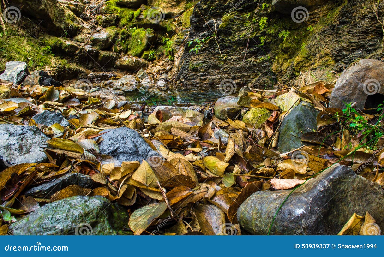 Stone and Defoliation stock image. Image of lush, rain - 50939337