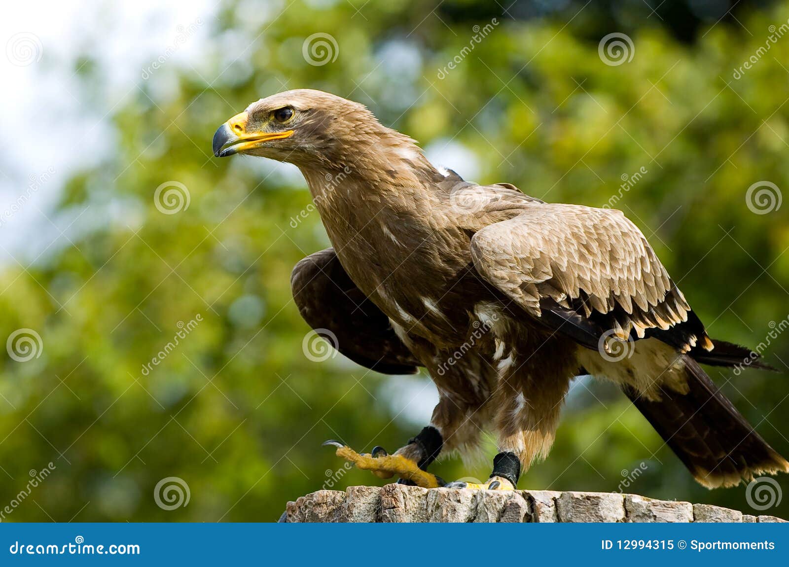 Stone eagle stock image. Image of nature, wildlife, consuming - 12994315