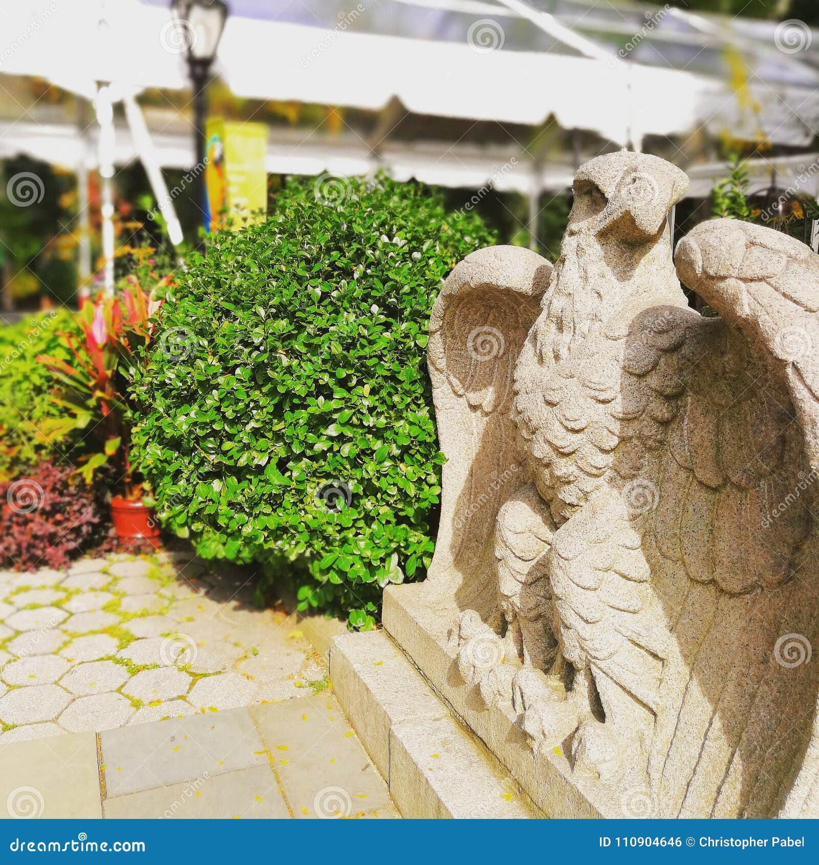 The eagle stock photo. Image of stands, lifestyle, eagle - 110904646