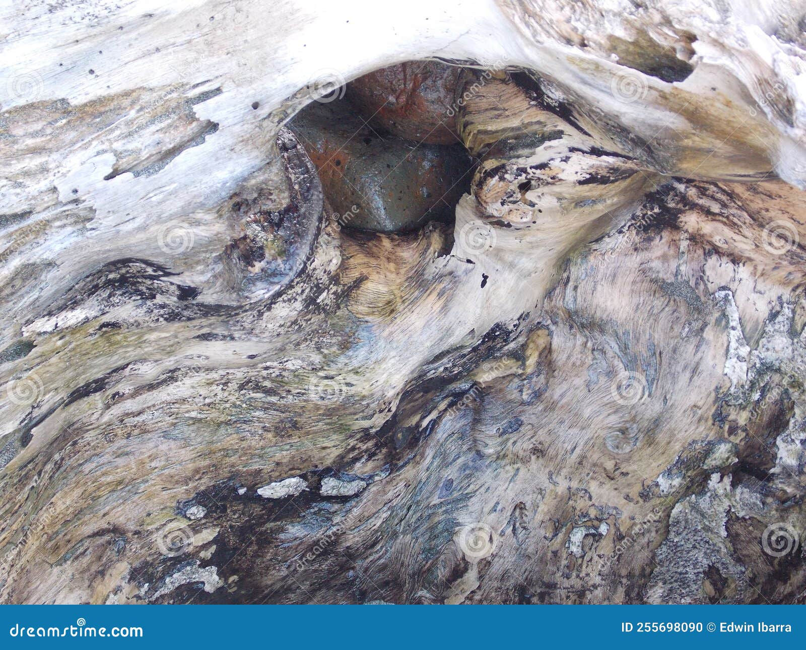 A Stone Embedded in a Log on a Beach, Costa Rica Stock Photo - Image of ...