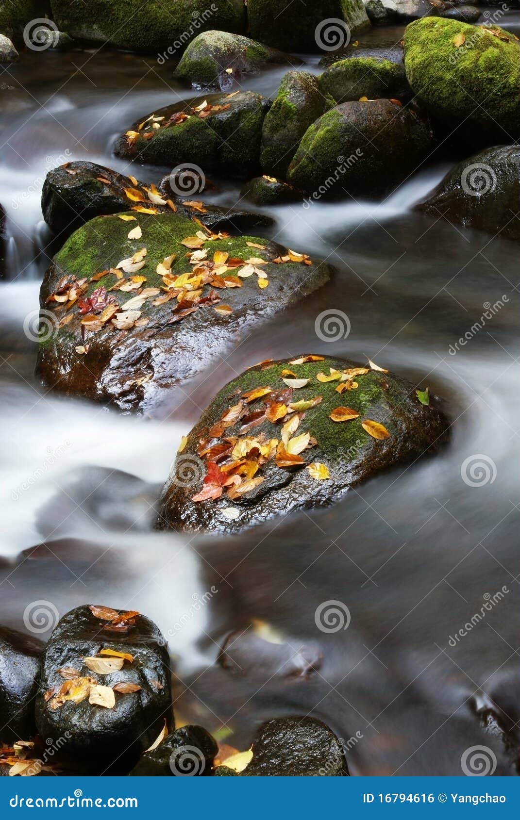 Stone Fallen Leaves and Stream Stock Photo - Image of creek, rocks ...