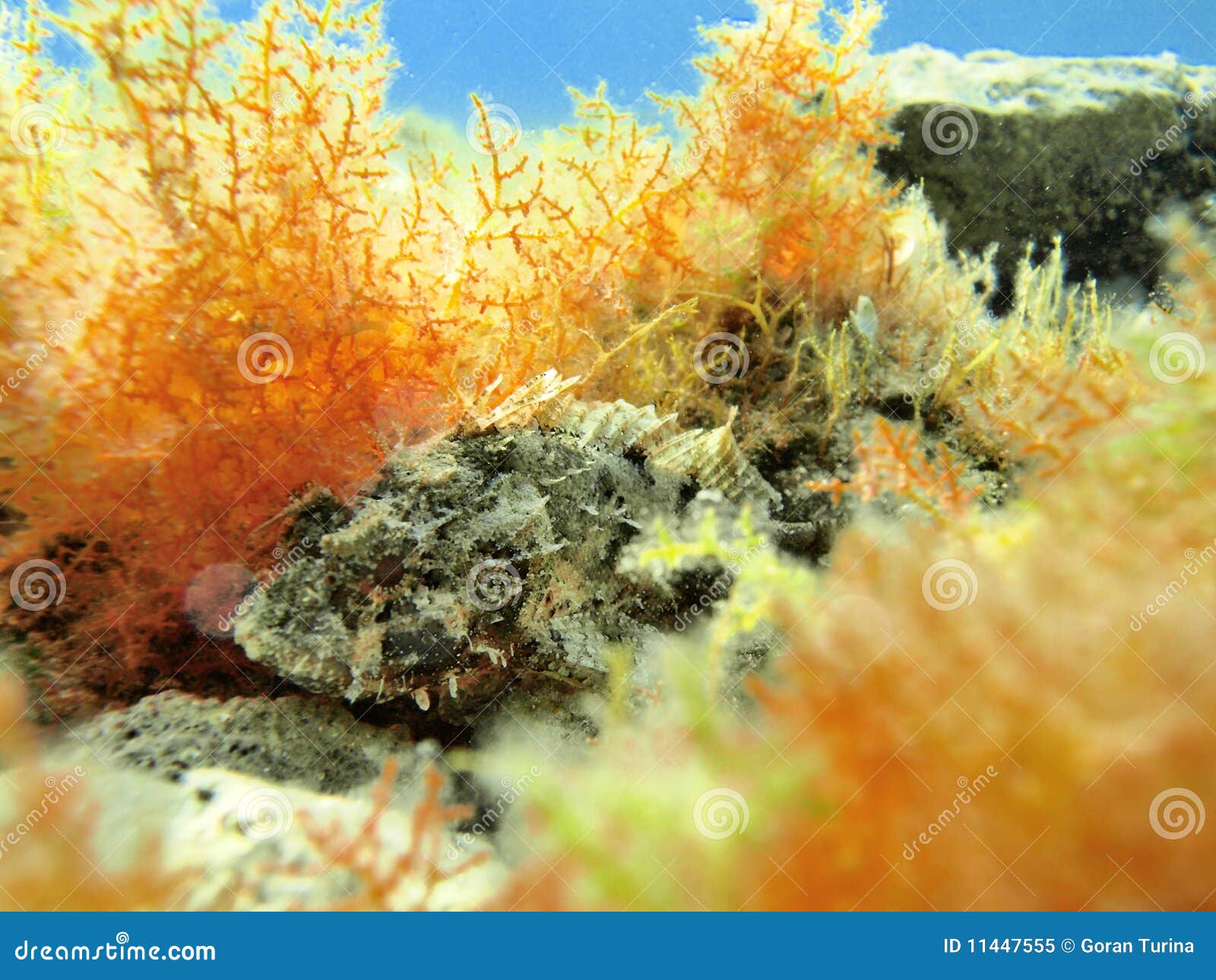 Stone fish stock image. Image of fish, adriatic, dangerous - 11447555