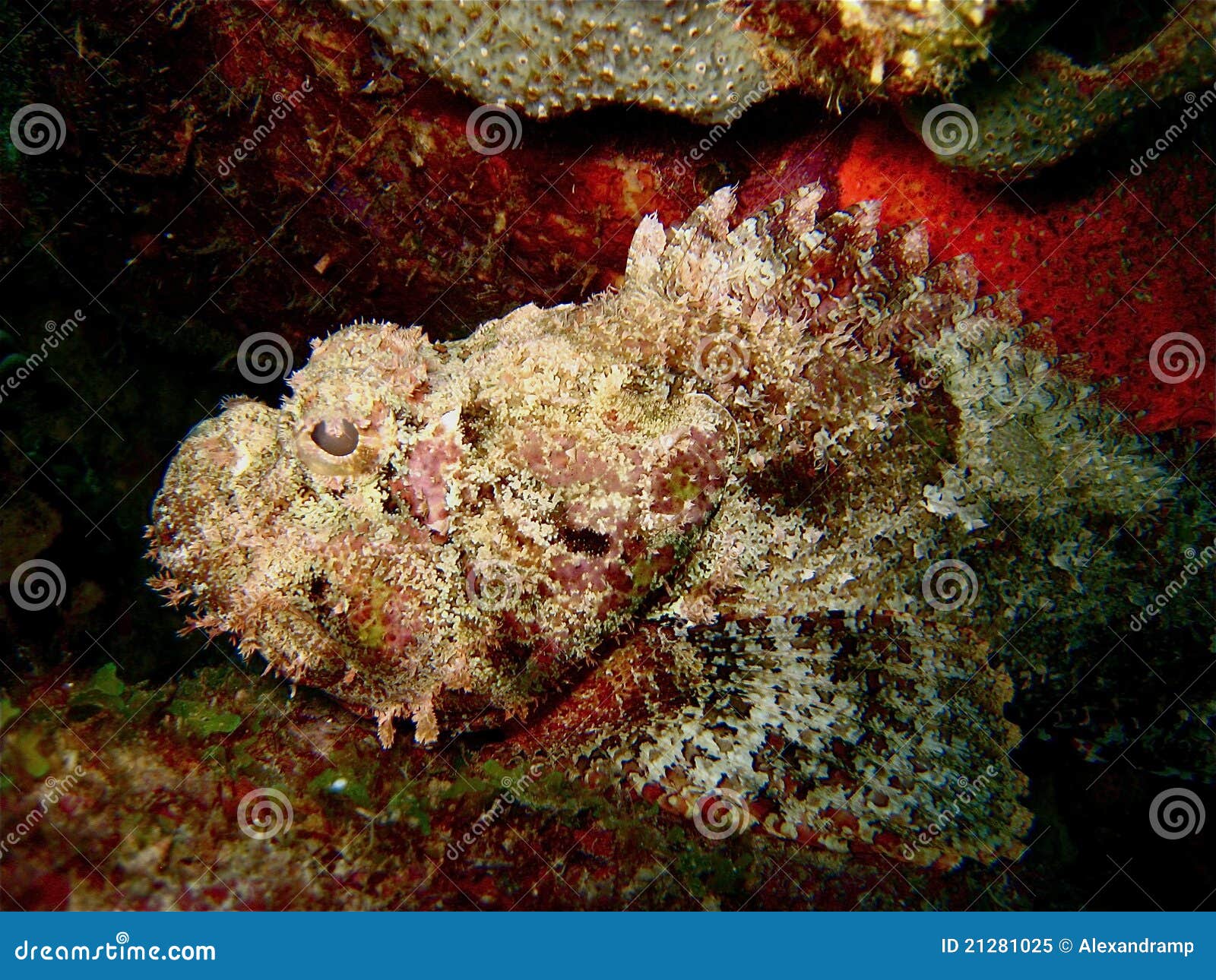 Stone Fish stock image. Image of tropics, reef, diver - 21281025