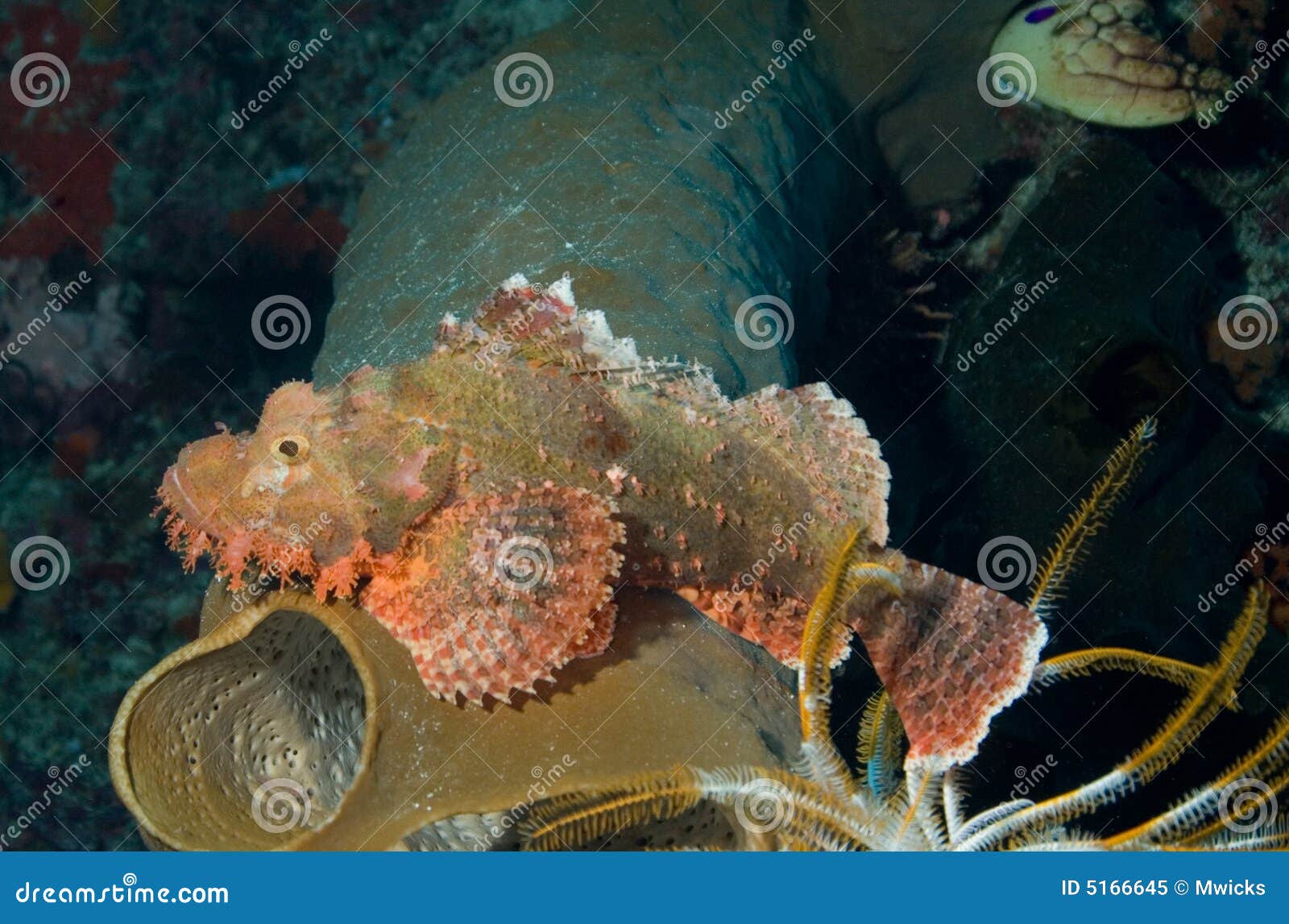 Stone Fish stock image. Image of underwater, saltwater - 5166645