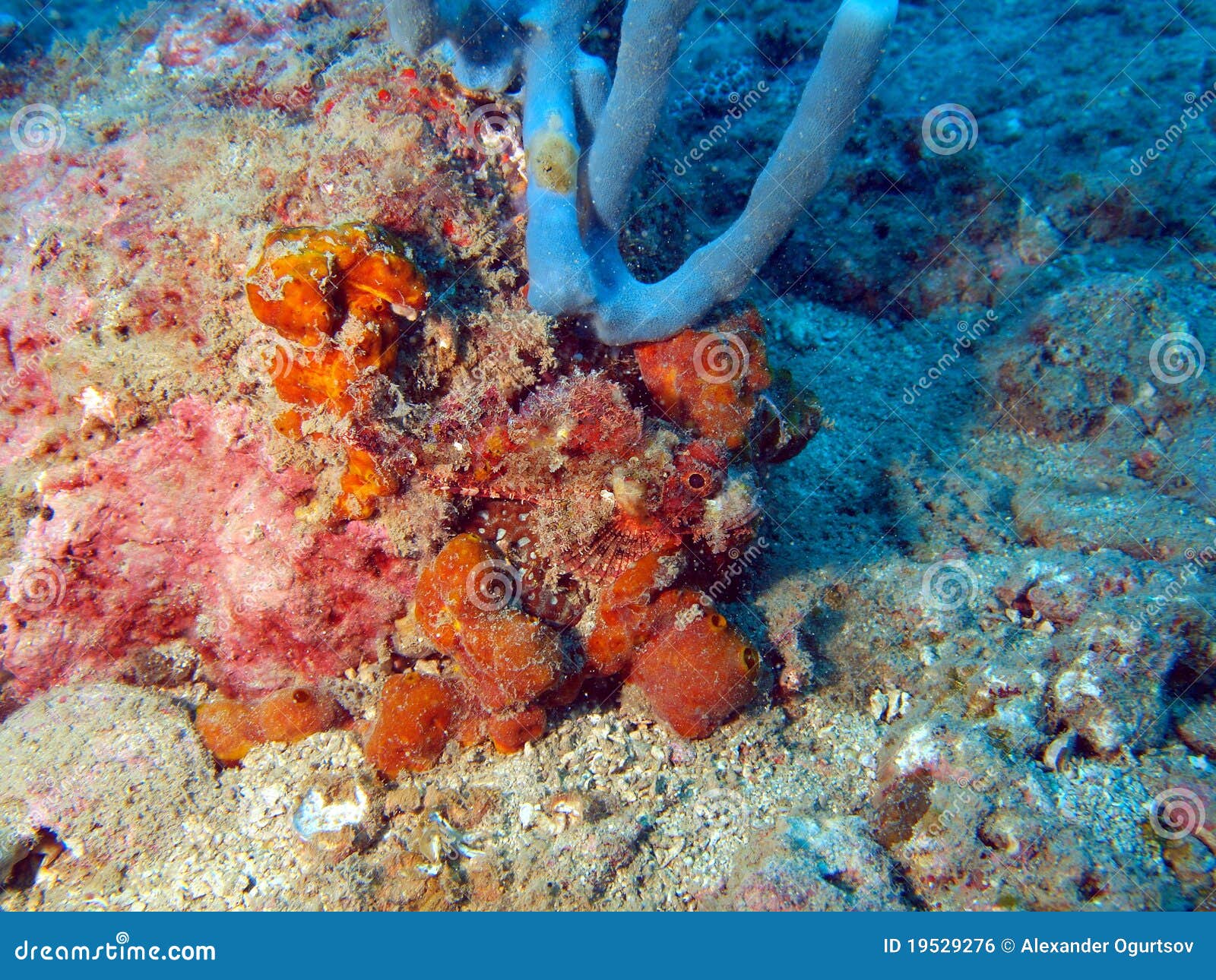 Stone-fish in an ambush stock photo. Image of fish, trang - 19529276