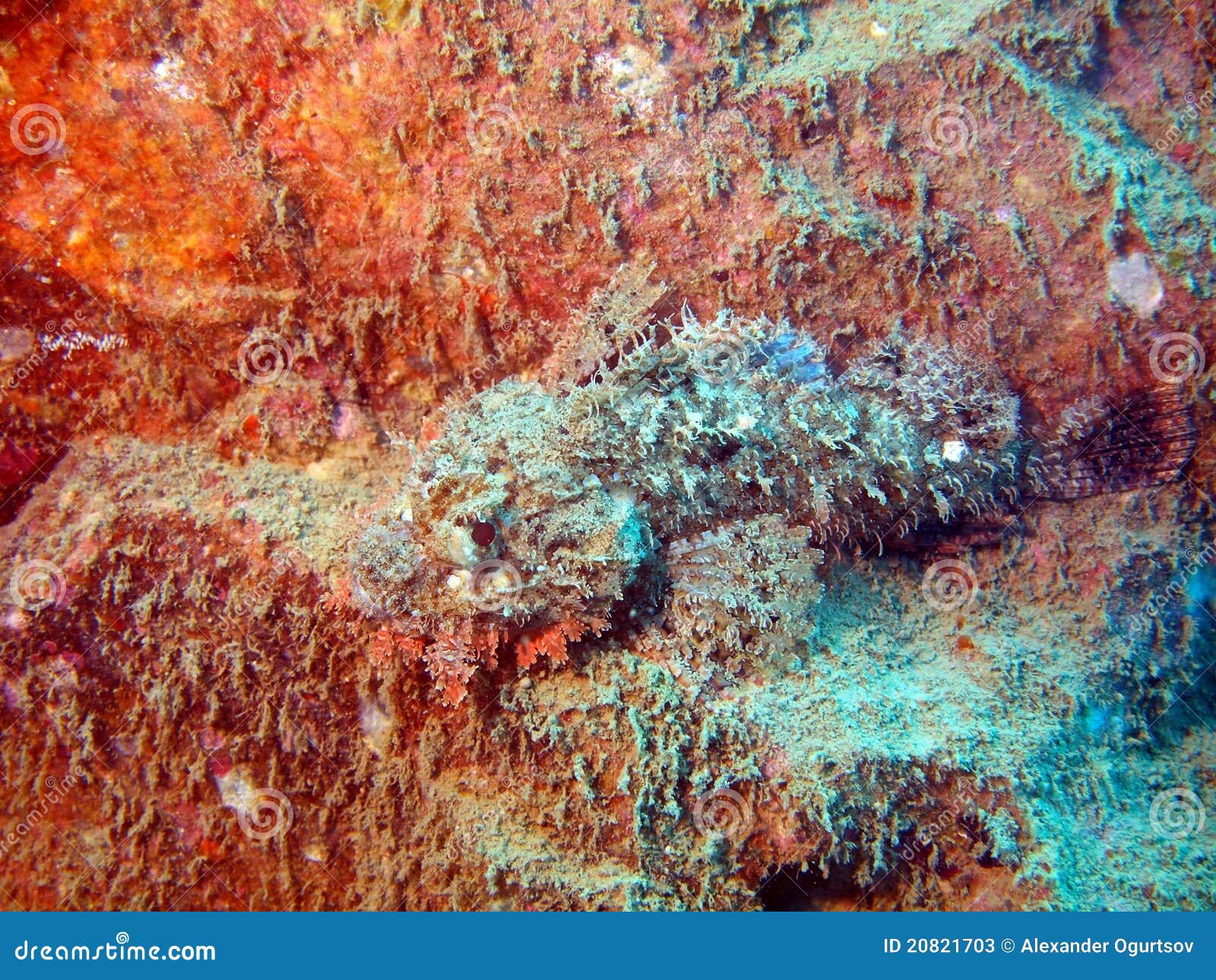 Stone-fish in an ambush stock image. Image of tropic - 20821703