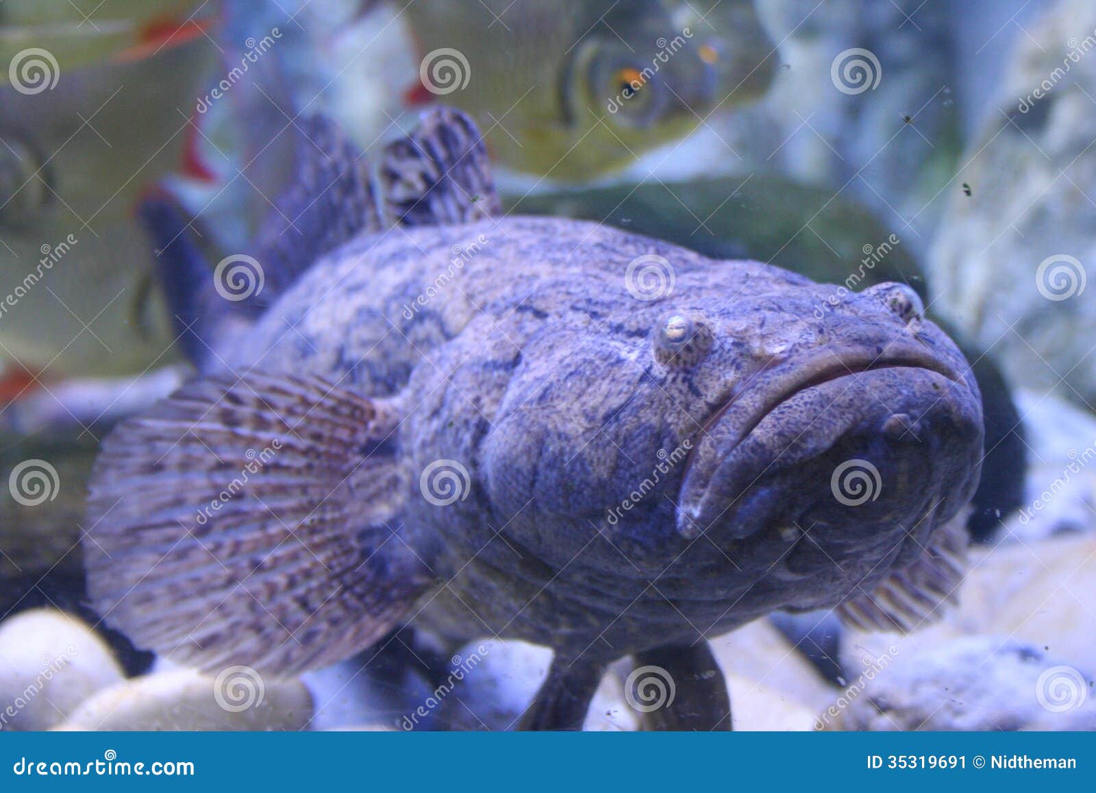 Stone Fish stock image. Image of culture, formal, animal - 35319691