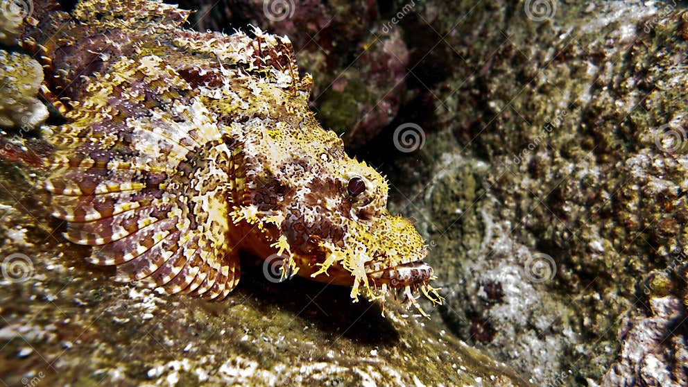 Stone Fish Camouflage on the Reef Stock Photo - Image of dive ...