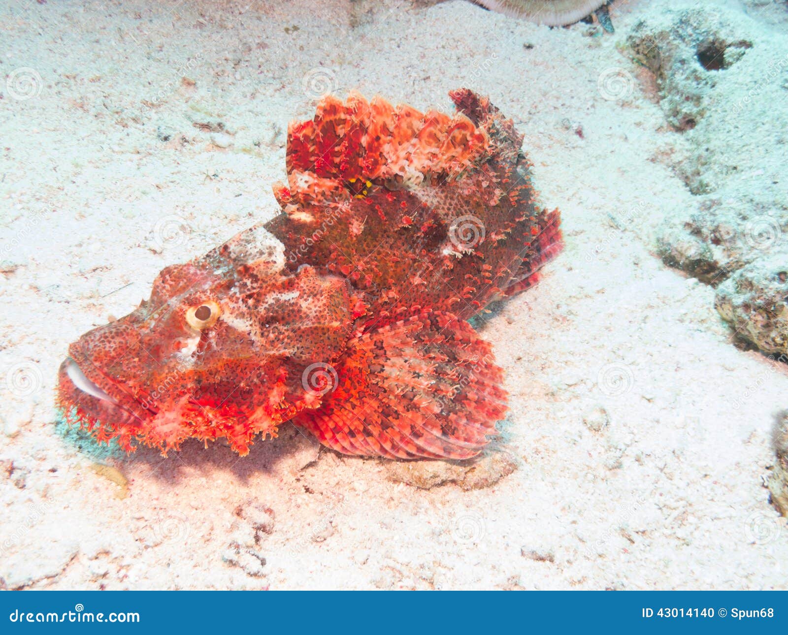 Stone Fish stock photo. Image of diving, colours, ocean - 43014140
