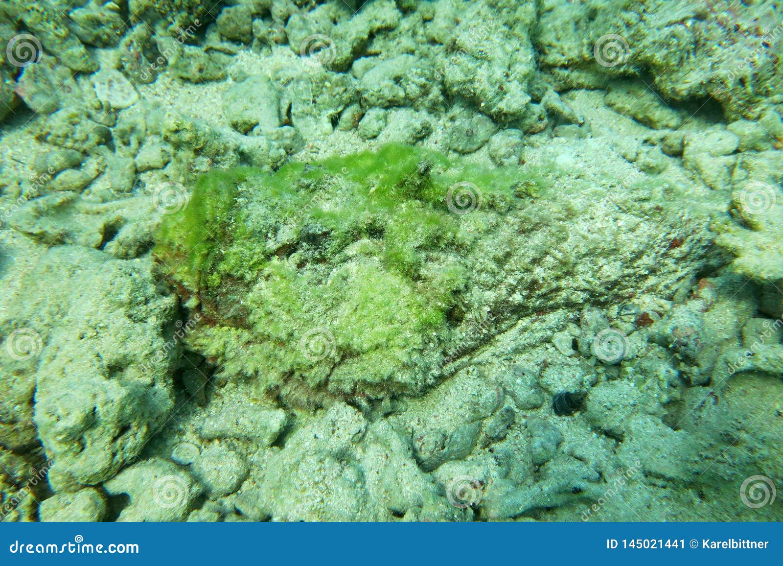 Stone fish in the Red Sea stock image. Image of tropical - 145021441