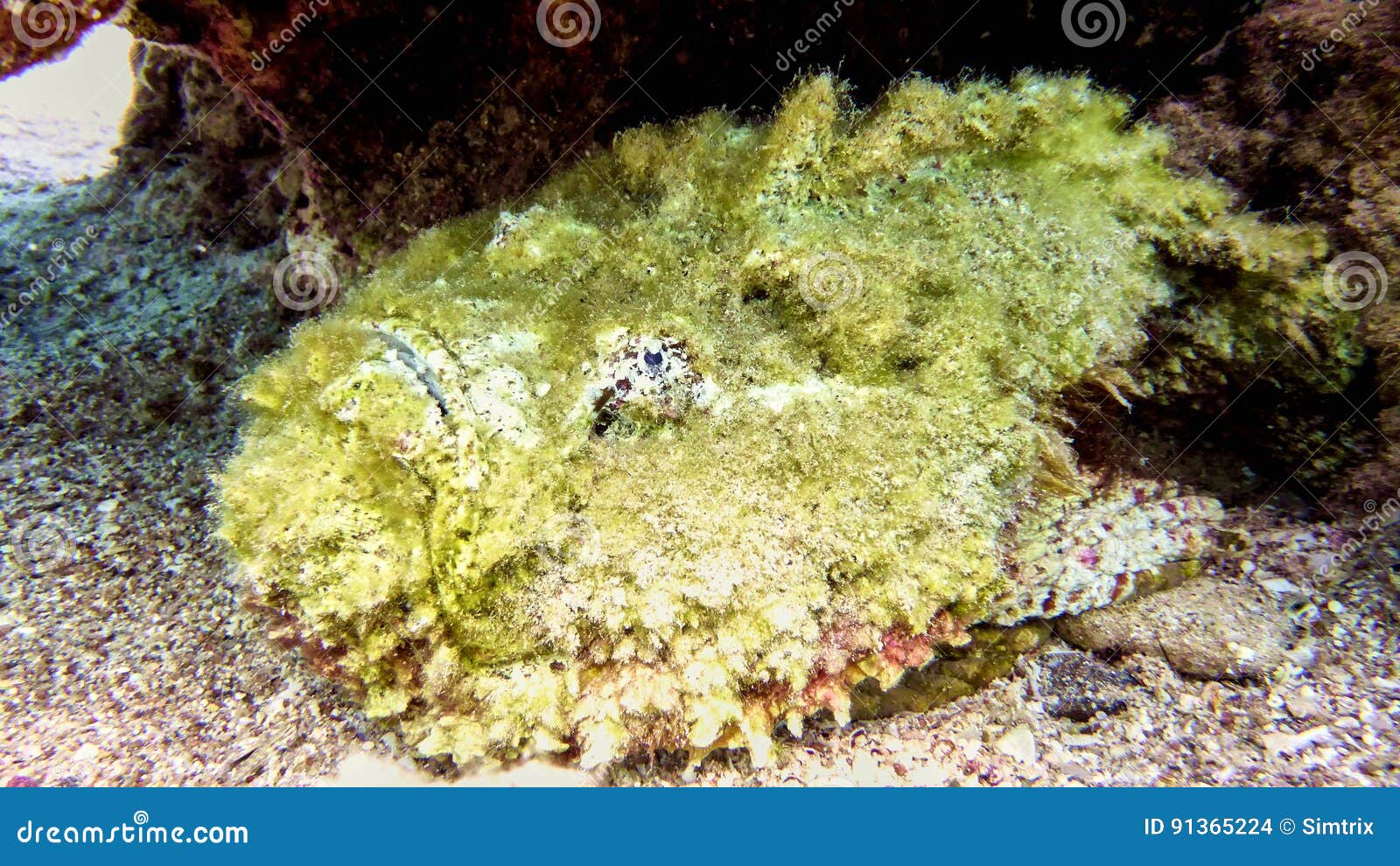Stone fish in Red sea stock photo. Image of marine, life - 91365224