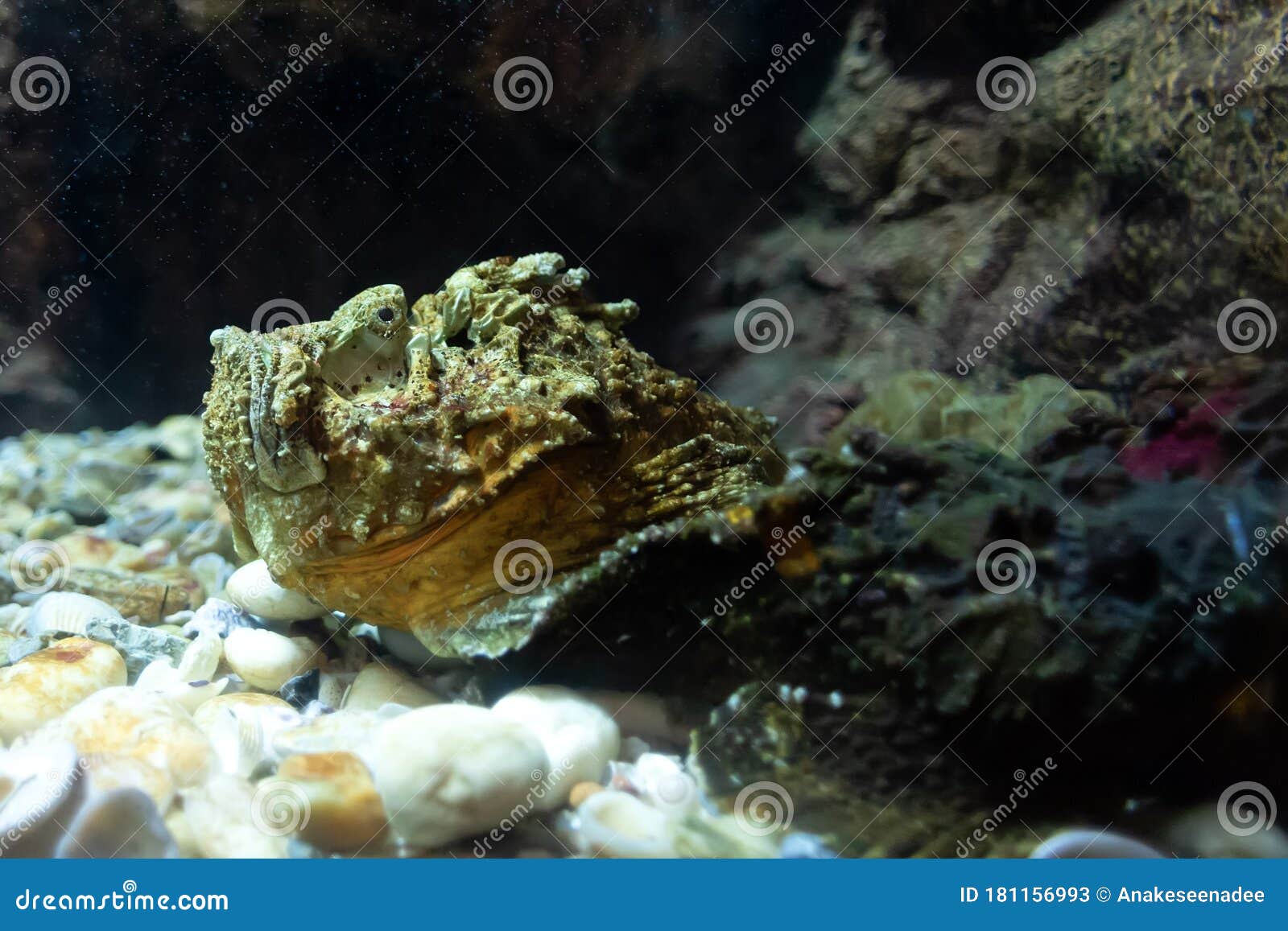 Stone Fish in the Sea Hide in Rock Groups Stock Image - Image of groups ...