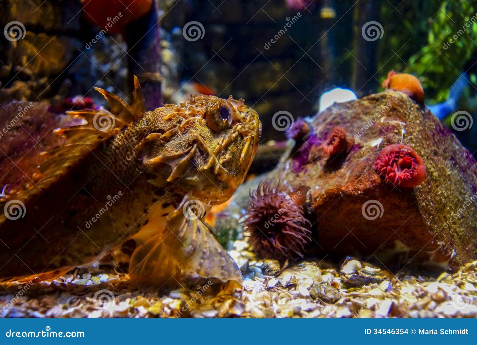 Stone fish stock photo. Image of sealife, food, stripes - 34546354